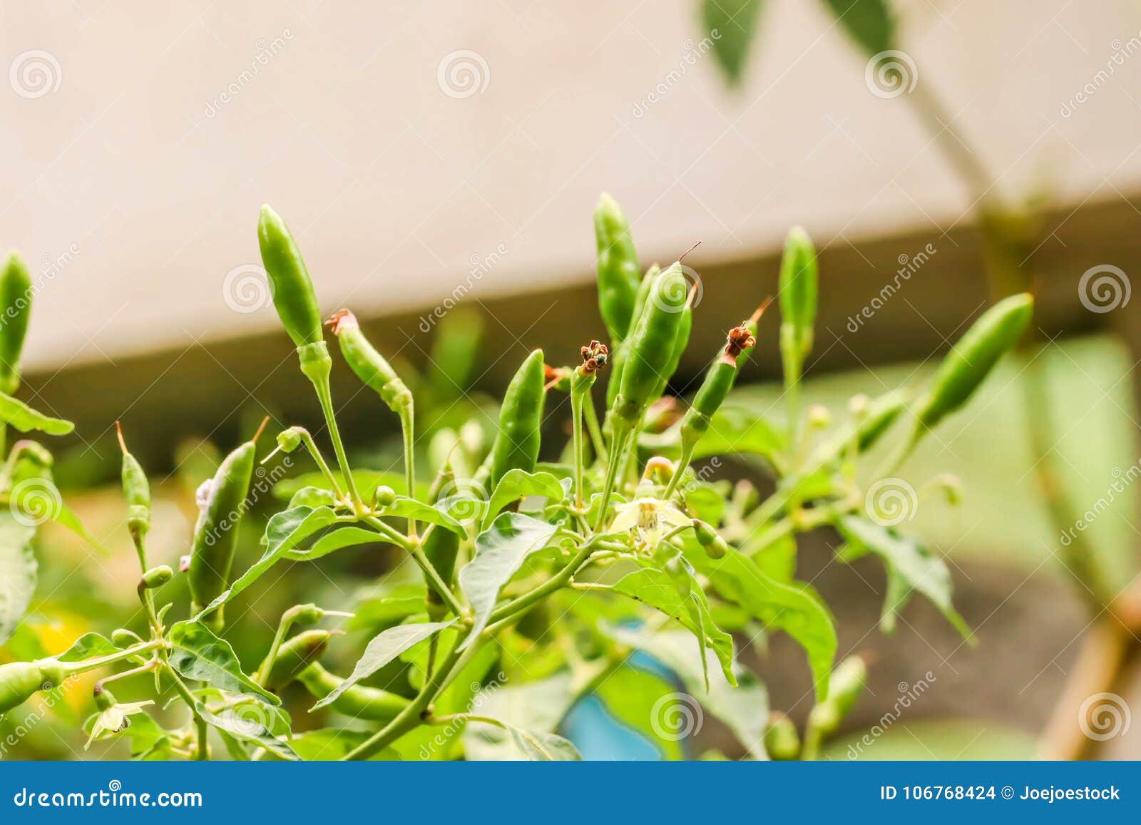 Closeup Green Chili Peppers on the Tree in Garden Stock Photo - Image ...