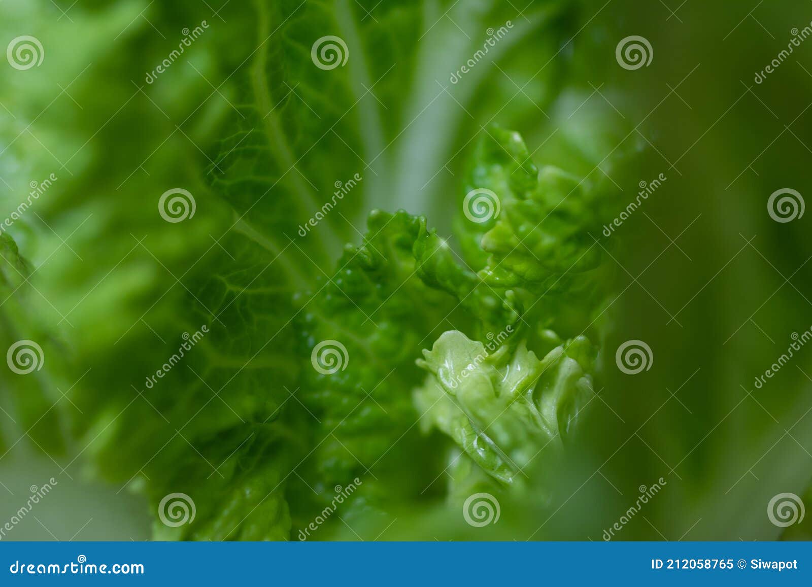 Napa Cabage Head Stock Photos - Free & Royalty-Free Stock Photos from ...