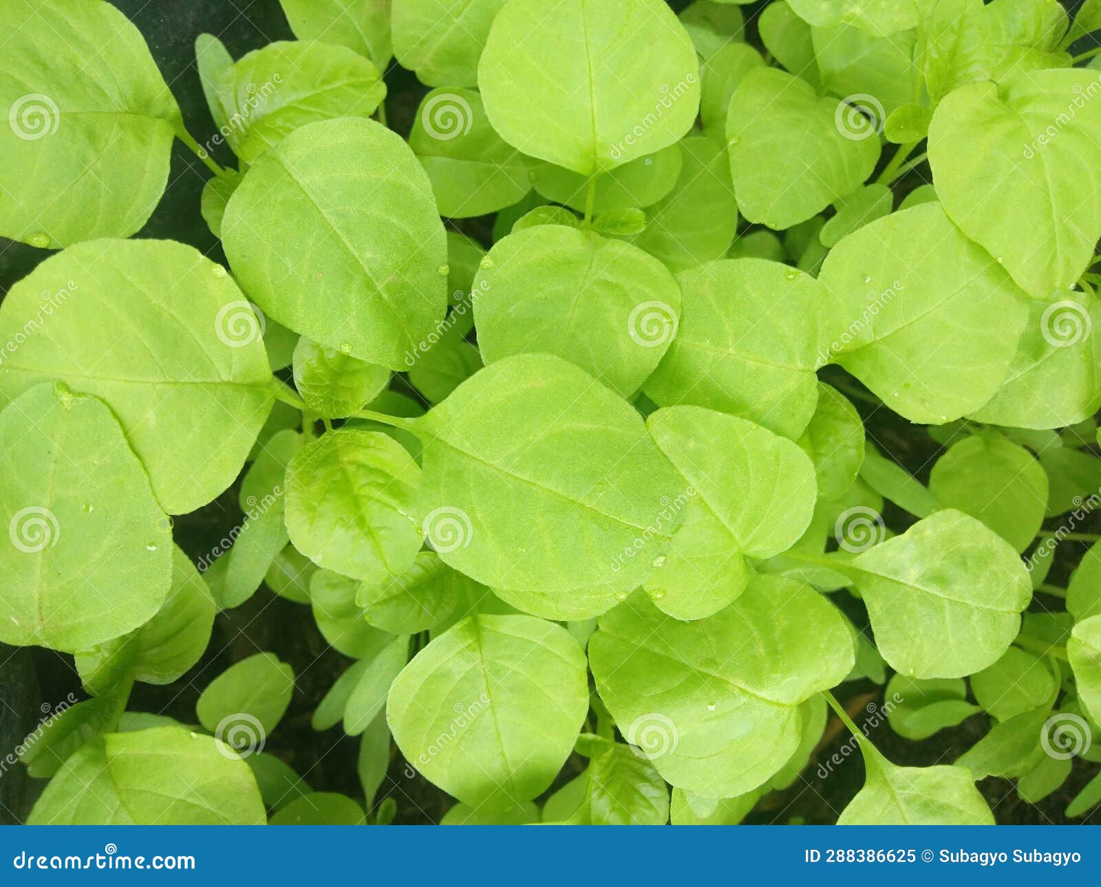 Closeup of Green Color Spinach Leaf Vegetable in the Garden Stock Image ...