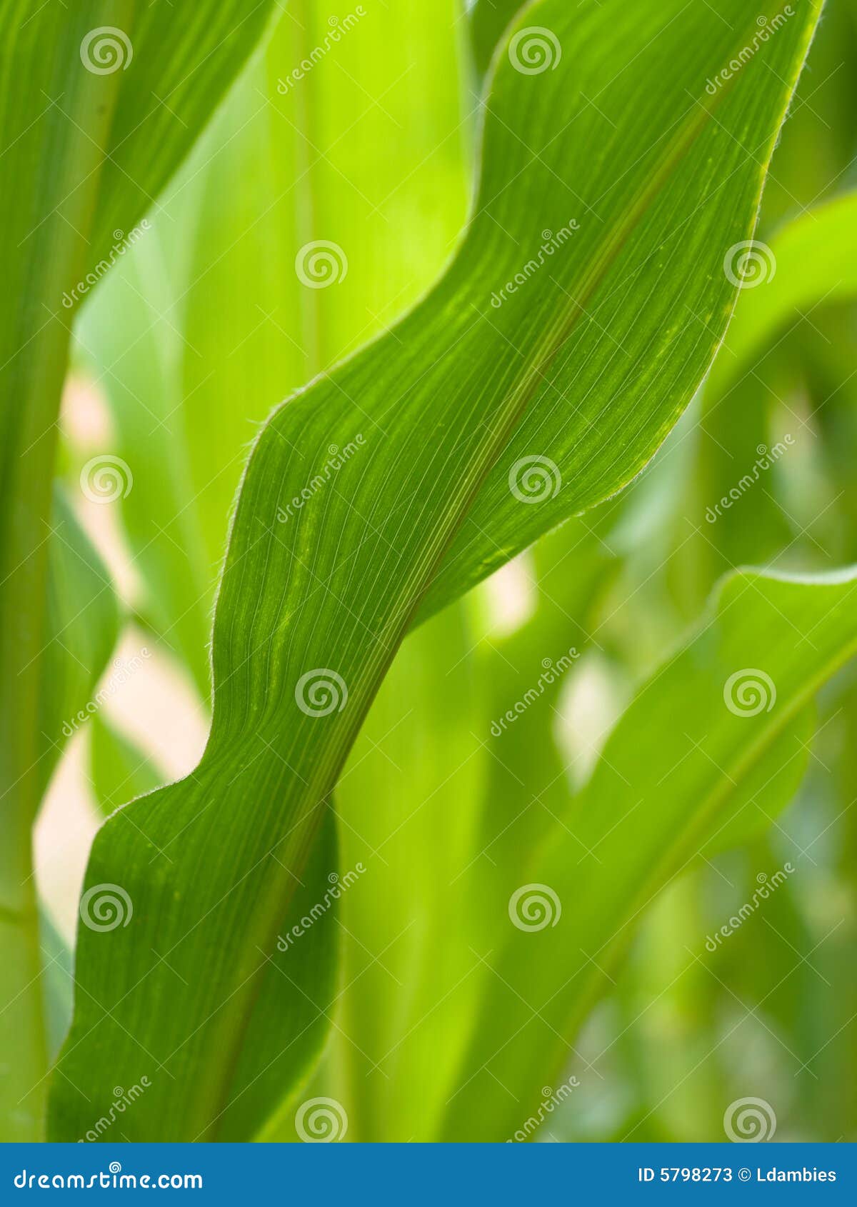Green Corn Field With Natural Food Crops Growing On Rural Farm Stock ...