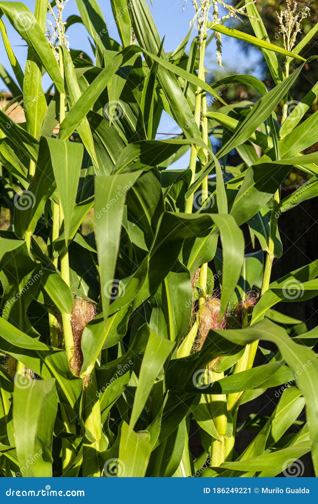 Closeup on Green Corncob of Corn Tree Stock Image - Image of grow ...