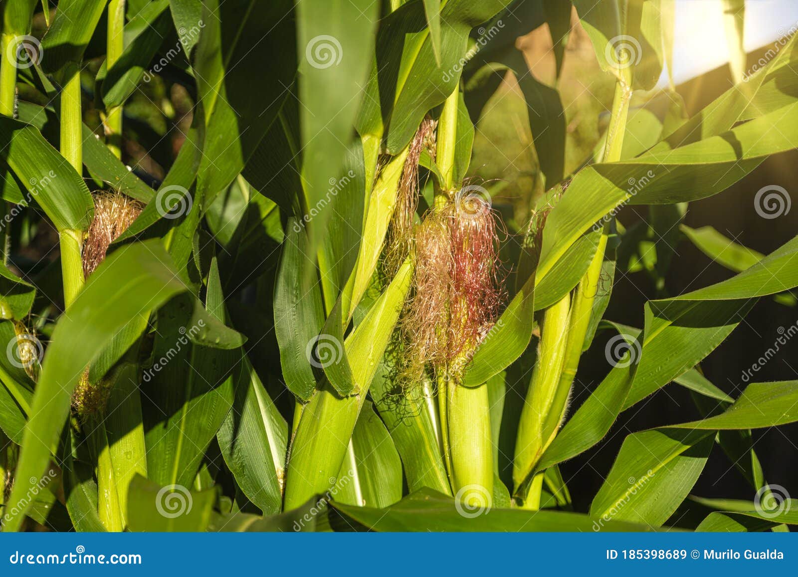 Closeup on Green Corncob of Corn Tree. Stock Image - Image of farming ...