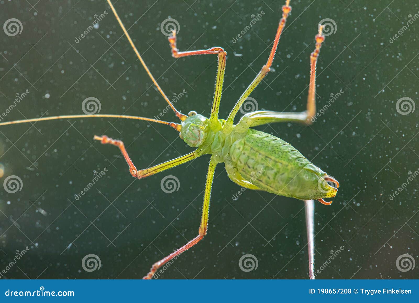 Closeup of a green cricket stock photo. Image of beetle - 198657208