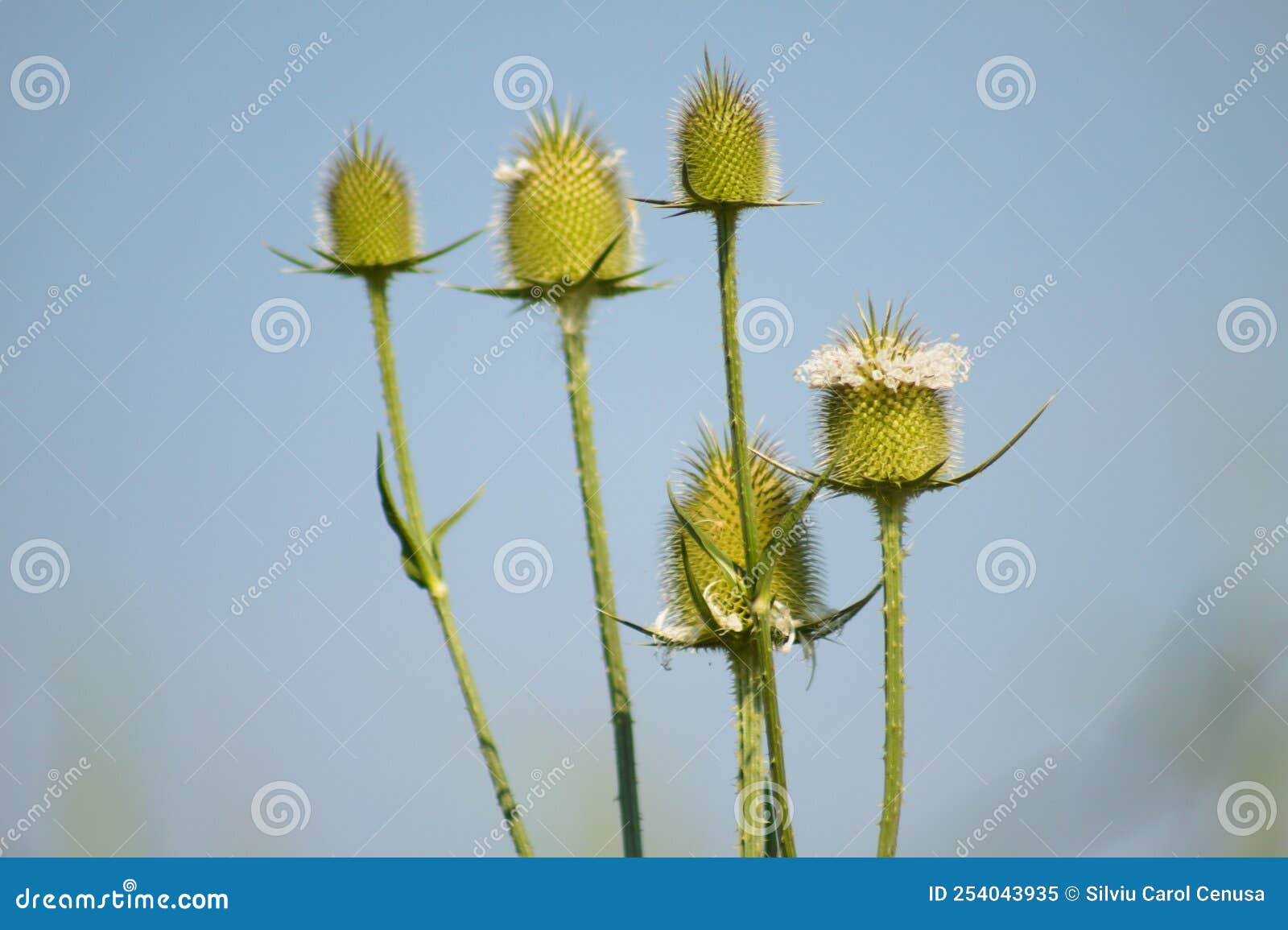 Closeup of Green Cutleaf Teasel Seeds on Blue Sky Background Stock ...