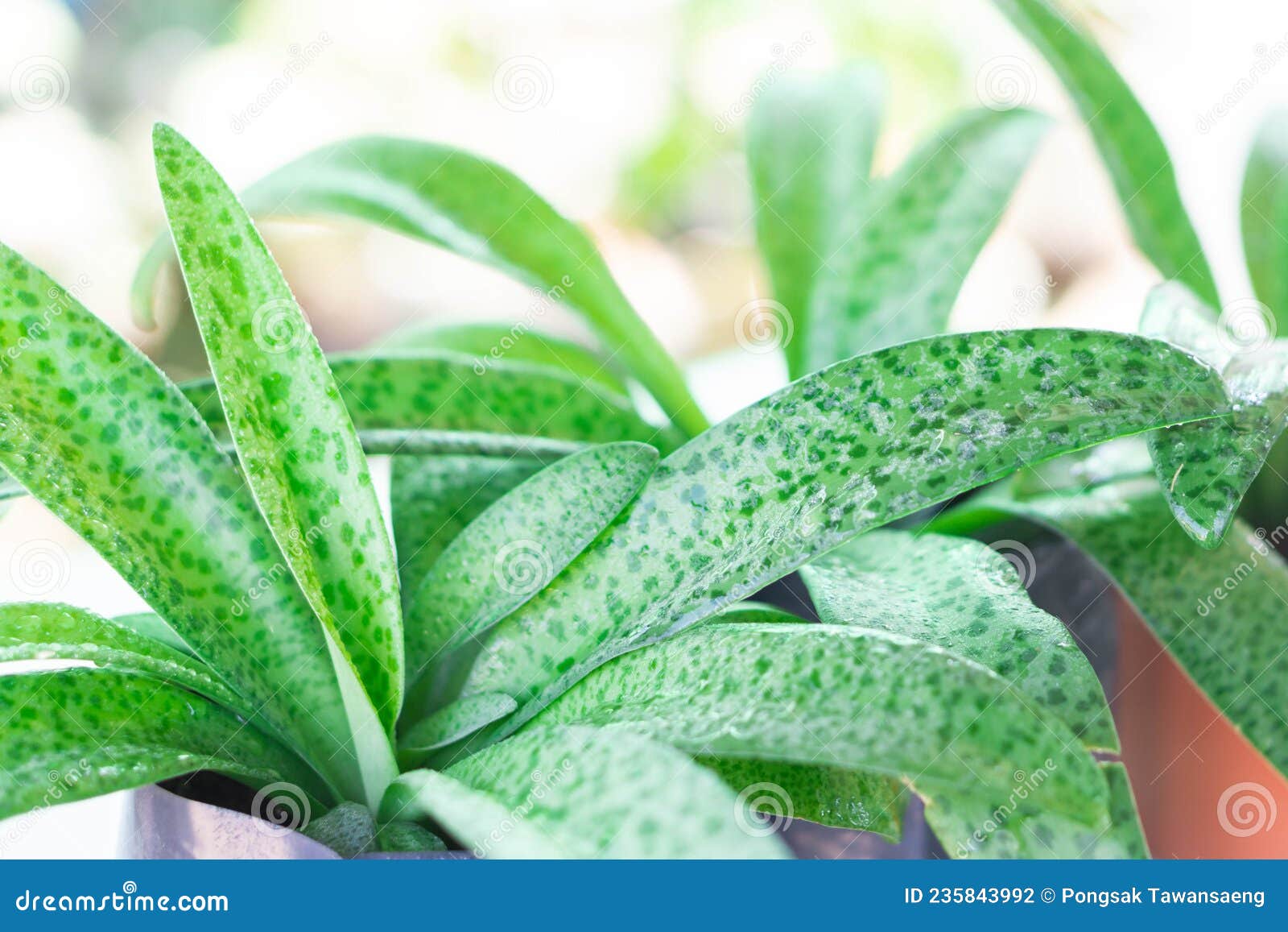 Closeup Green Drimiopsis Botryoides Baker with Nature Background ...