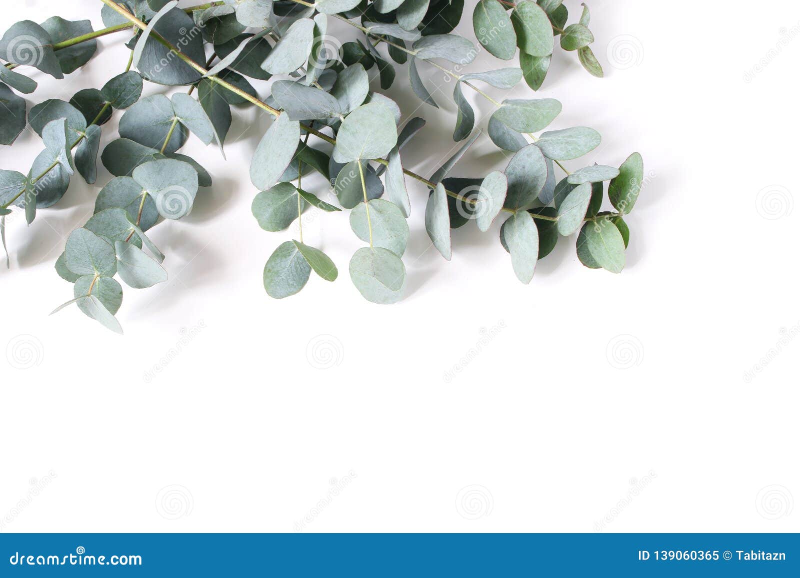Closeup of Green Eucalyptus Leaves and Branches Isolated on White Table ... Closeup of Green Eucalyptus Leaves and Branches Isolated on White Table ...