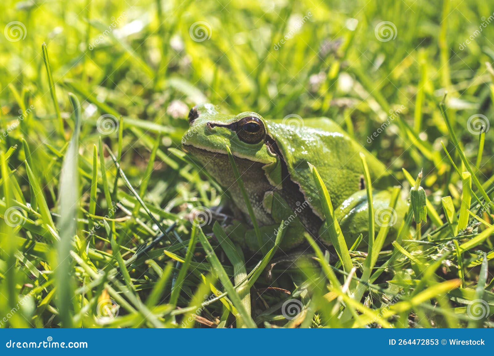 Closeup of Green European Tree Frog on Green Grass Stock Image - Image ...