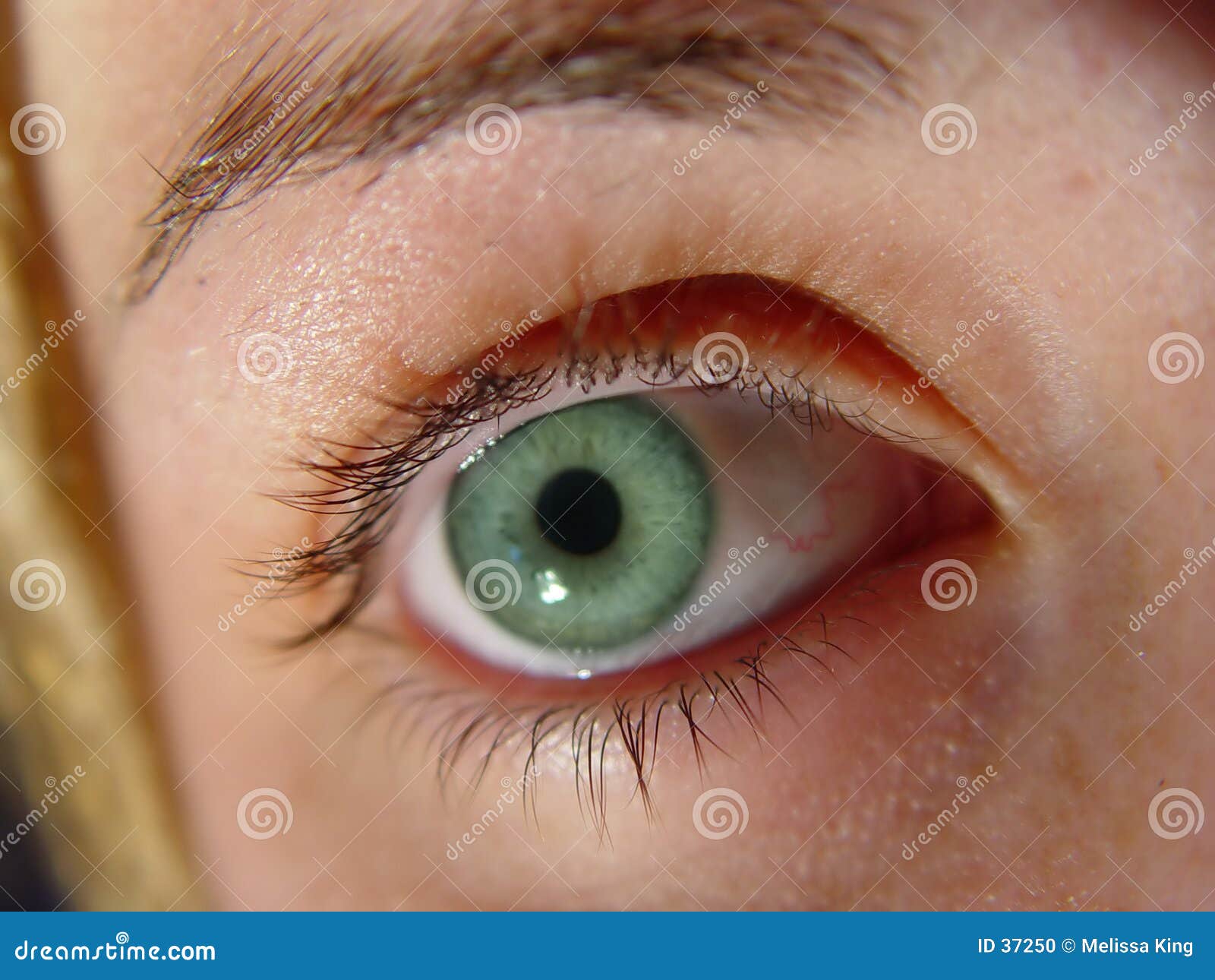 Closeup Green Eye stock photo. Image of abstract, closeups - 37250