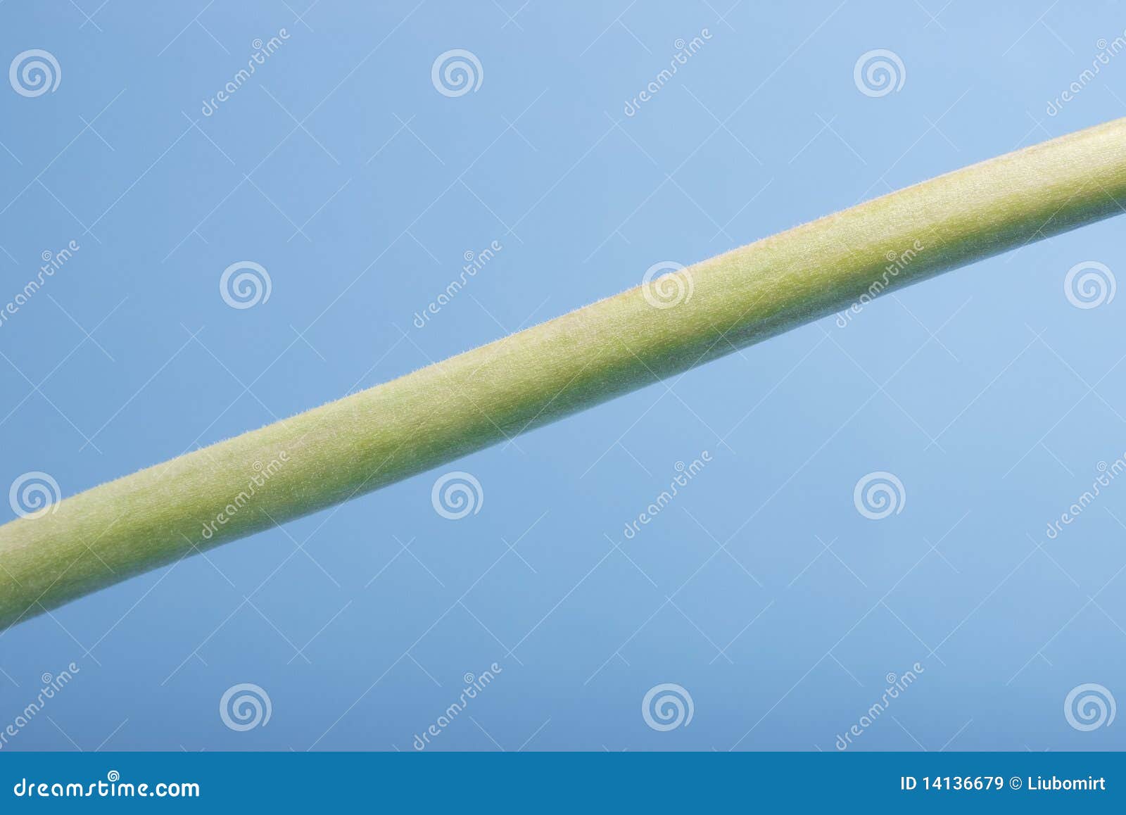 Closeup of Green Flower Stem Stock Image - Image of botanical, stem ...