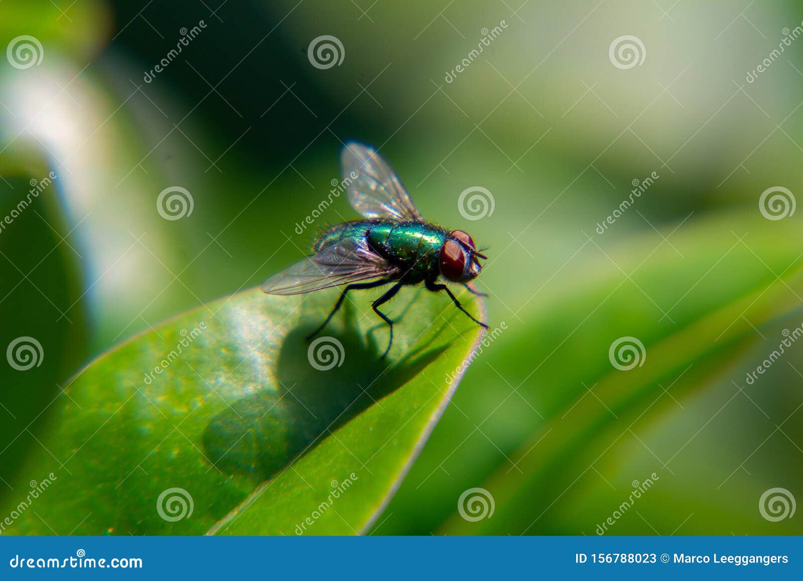 Closeup from a Green Fly Sitting on a Green Leave Stock Image - Image ...