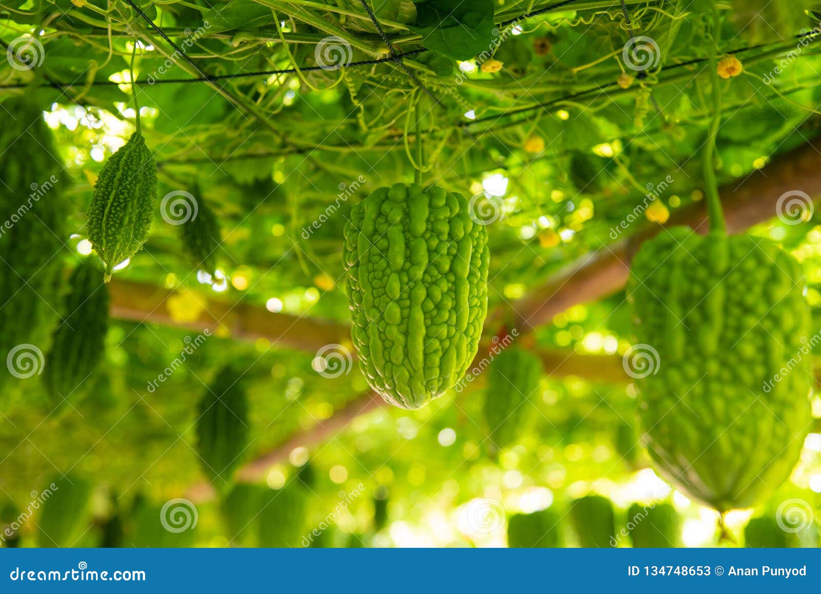 Fresh Bitter Gourd Surface Texture Stock Photography | CartoonDealer ...