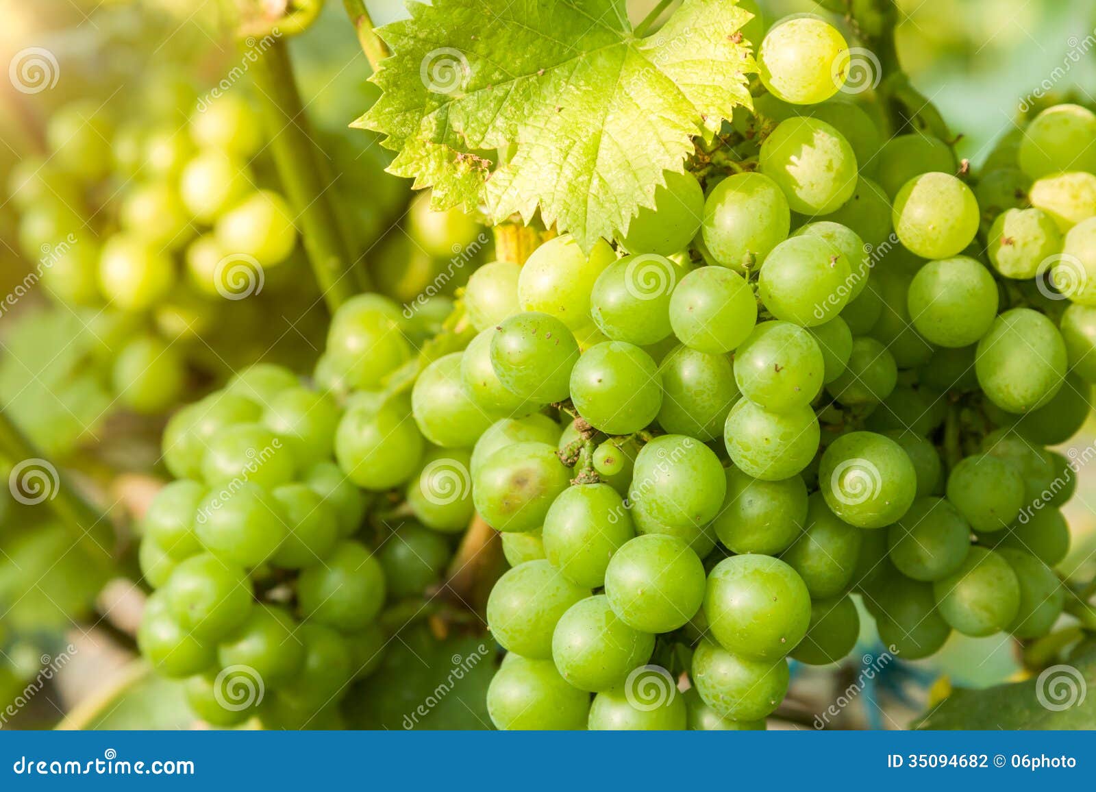 Closeup of Green Grapes in a Vineyard Stock Photo - Image of ...