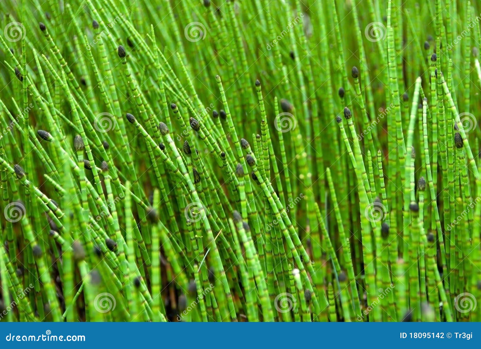 Closeup on Green Grass Sticks in Wetlands Stock Photo - Image of ...