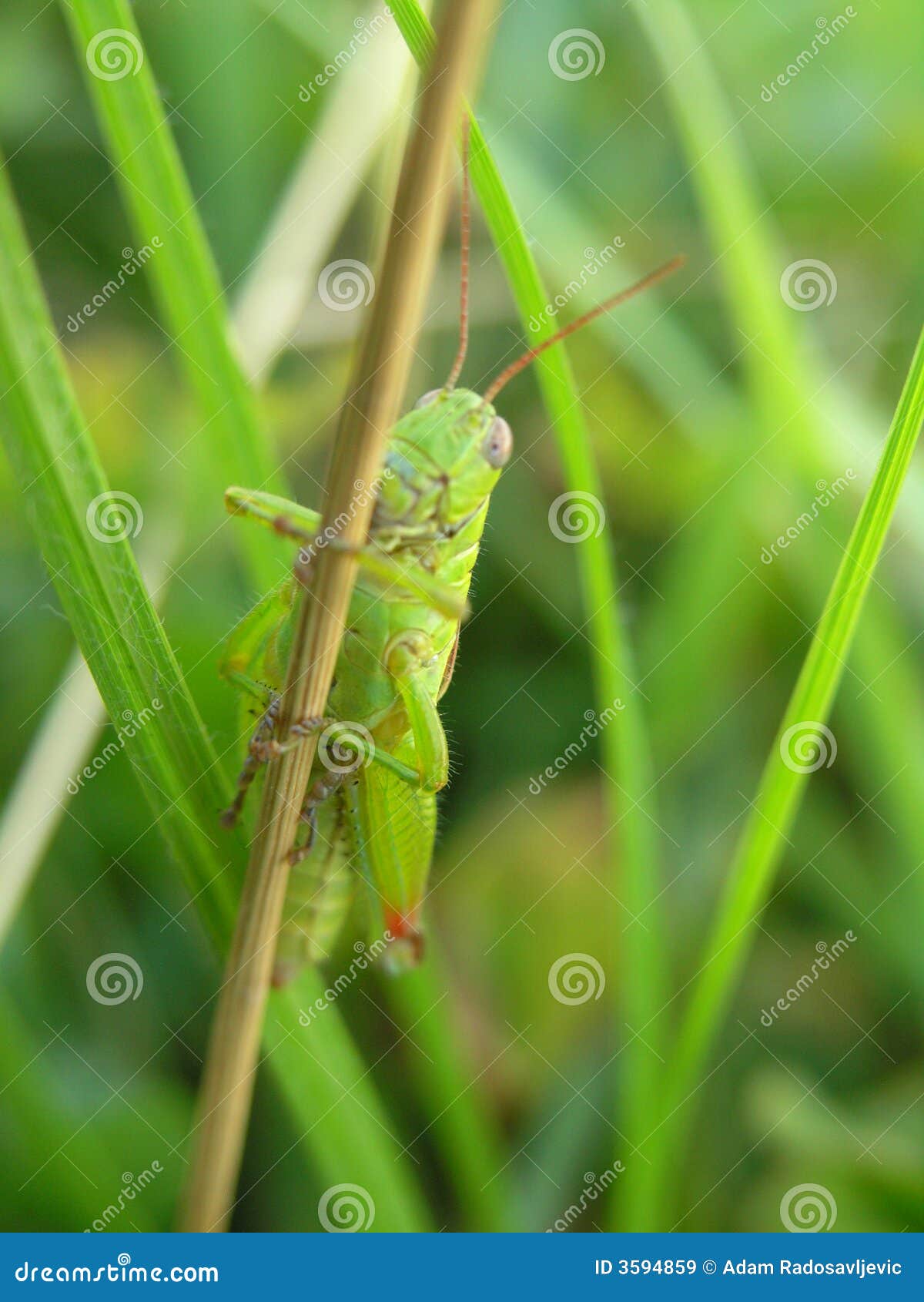 Closeup of Green Grasshopper Stock Image - Image of climbing, nature ...
