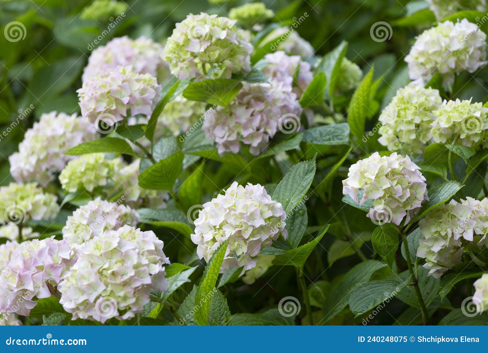 Closeup of Green Hydrangea Hydrangea Macrophylla Stock Image - Image of ...