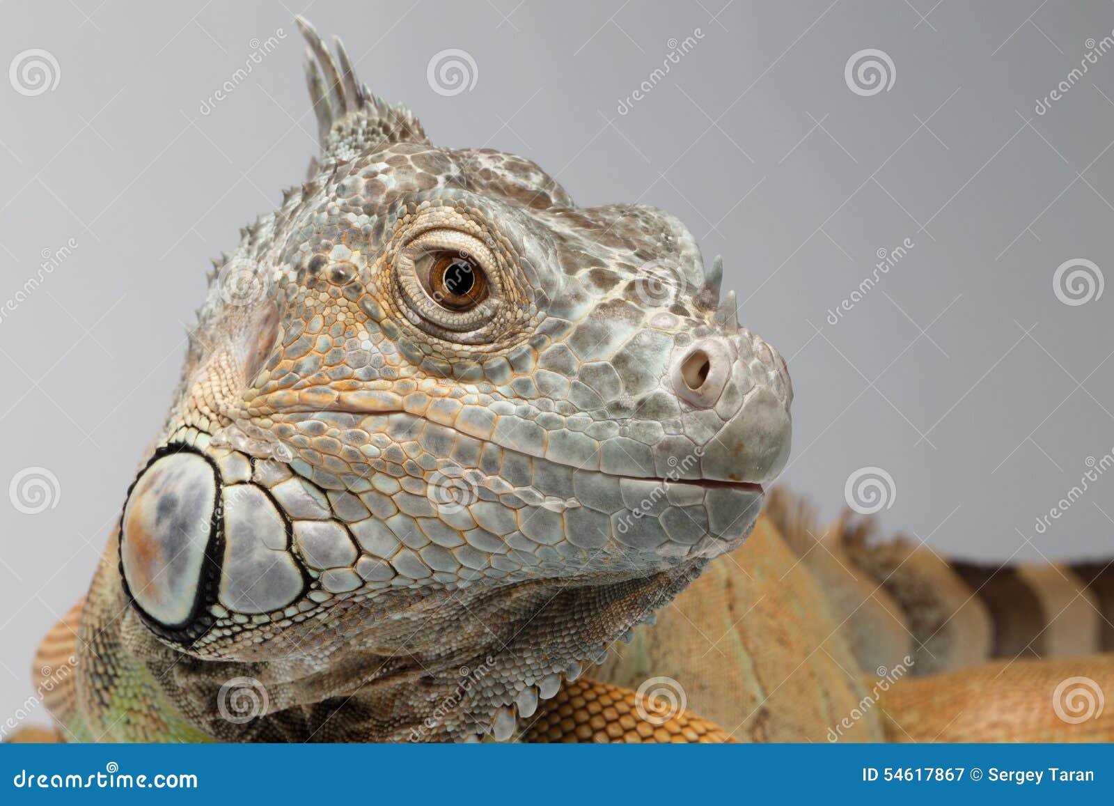 Closeup Green Iguana on White Background Stock Image - Image of ...