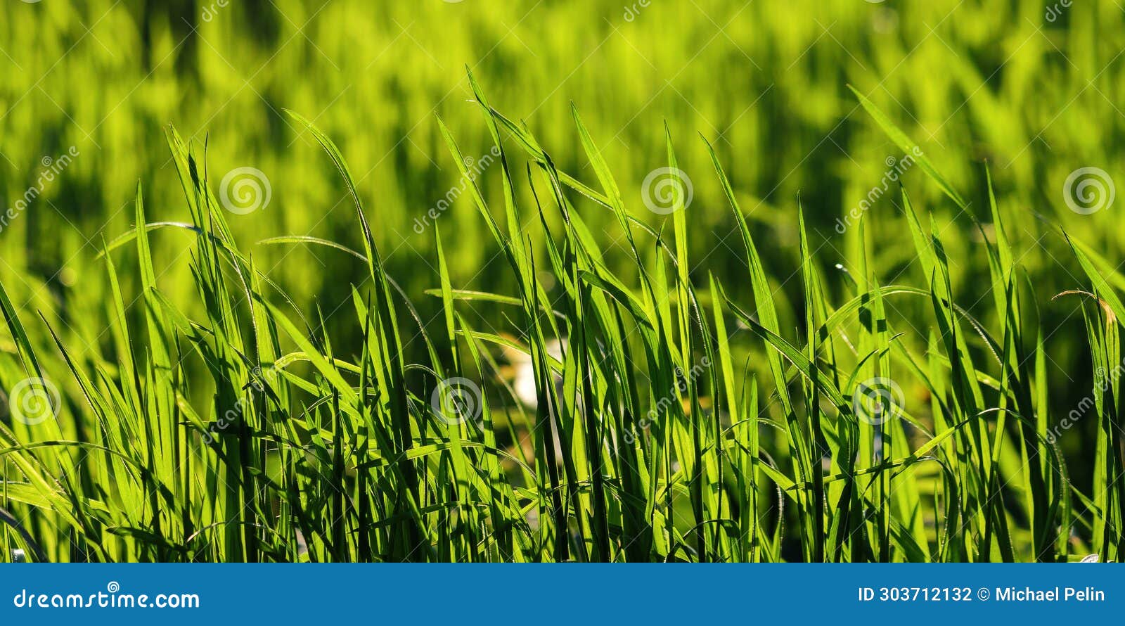 Closeup of Green Lawn in Spring. Pattern of Tall Grass Stock Photo ...