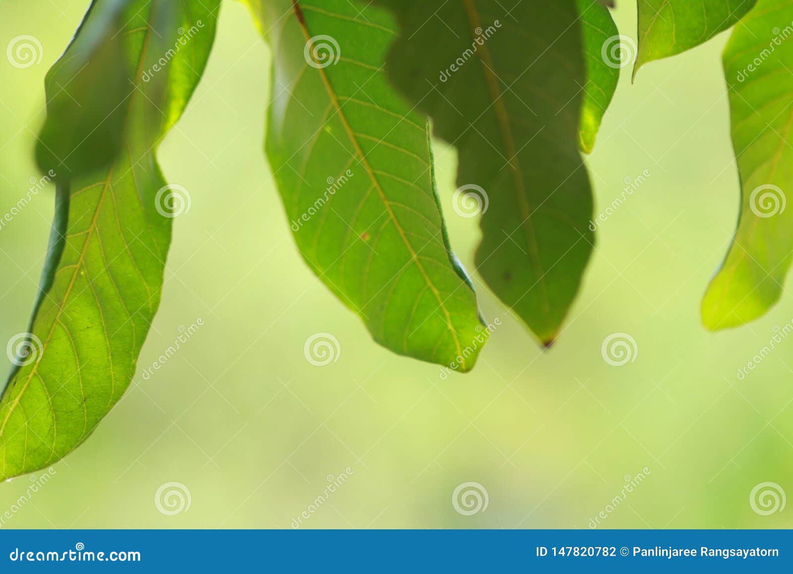 Closeup of Green Leaf on Blurred Background Stock Photo - Image of ...