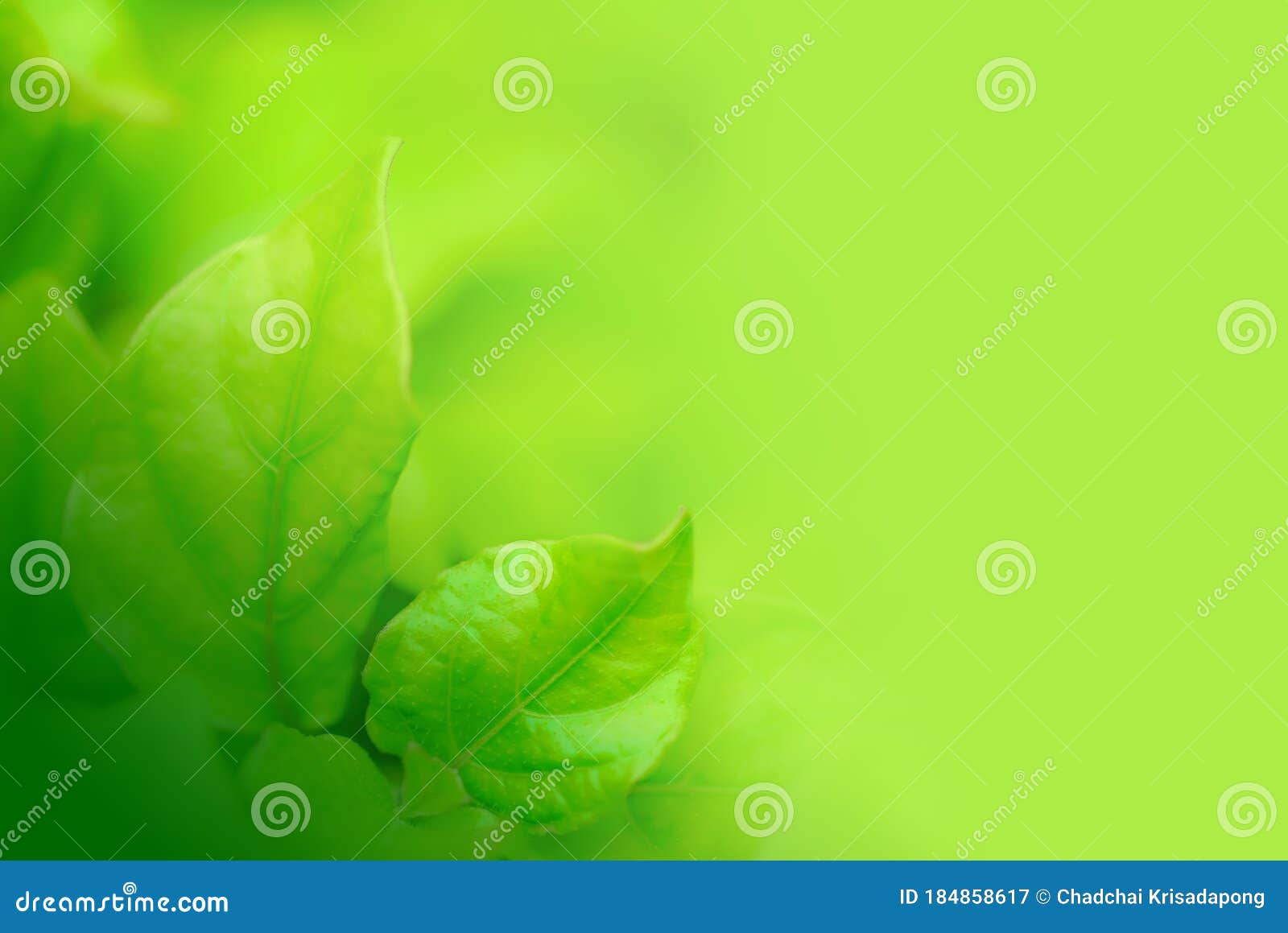 Closeup of Green Leaf in the Garden. Greenery Background Stock Image ...