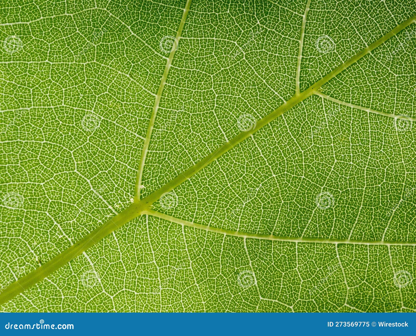 The Underside of a Leaf S Green Texture, Showing Leaves and Veins Stock ...