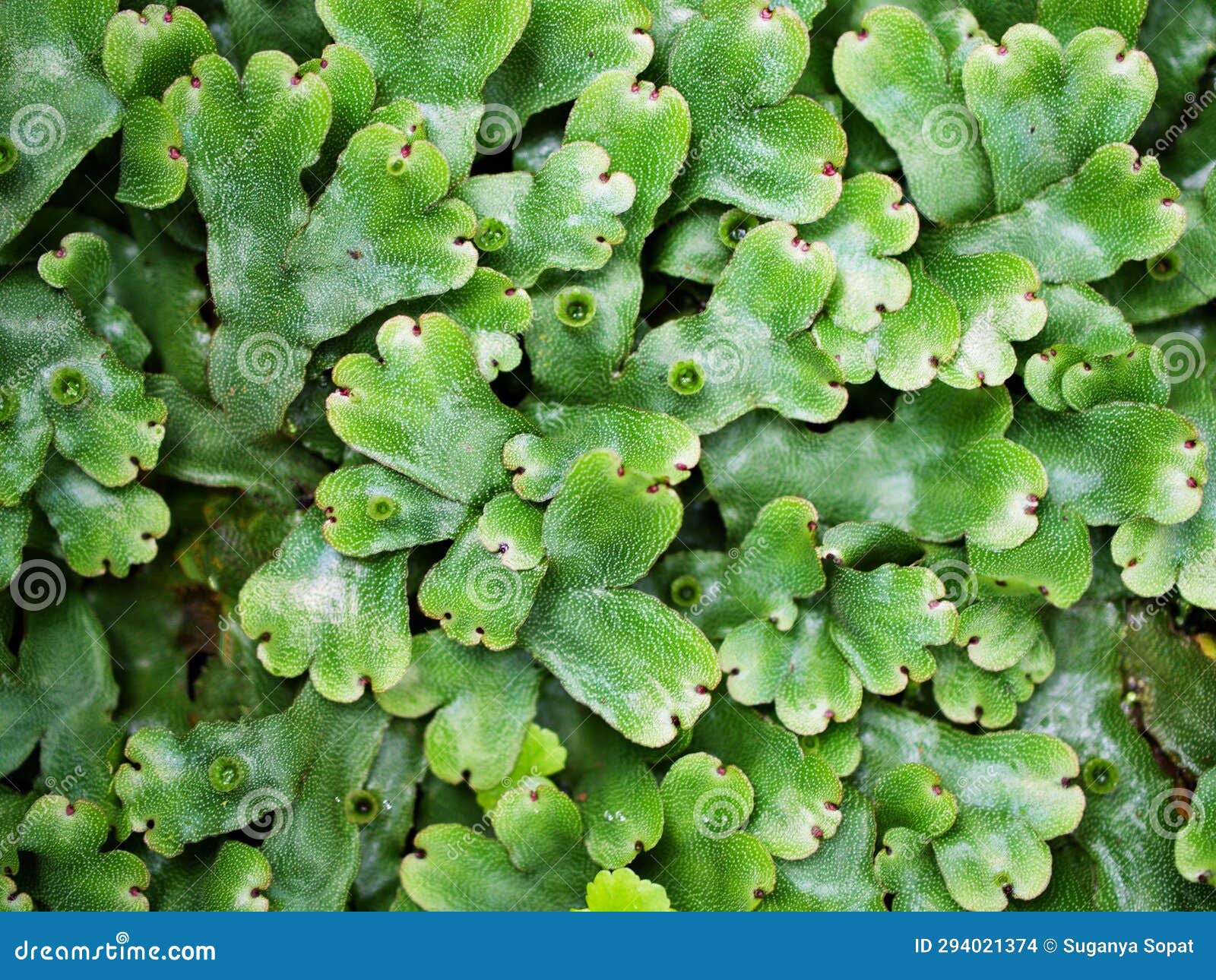 Green Leaf of Marchantia Polymorpha ,Umbrella Liverwort ,Common ...