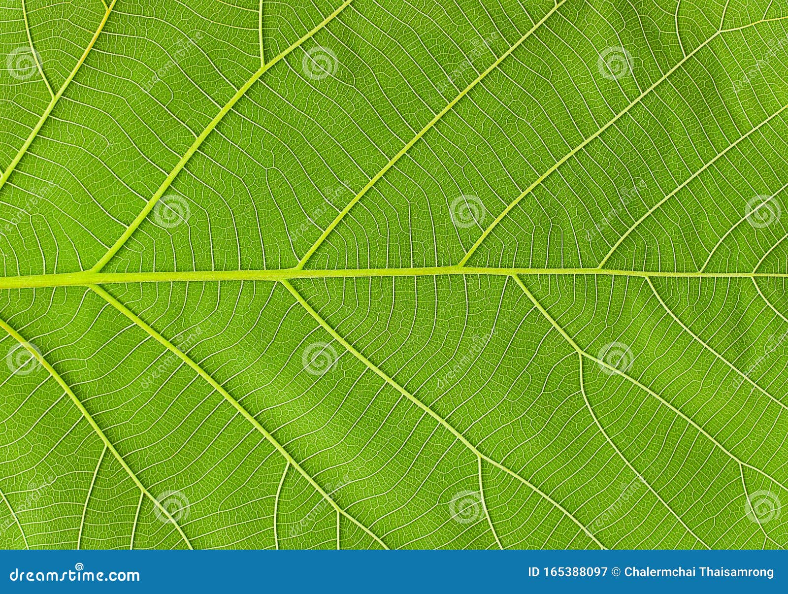 Closeup of Green Leaf Texture,Used To Create a Background for Entering ...