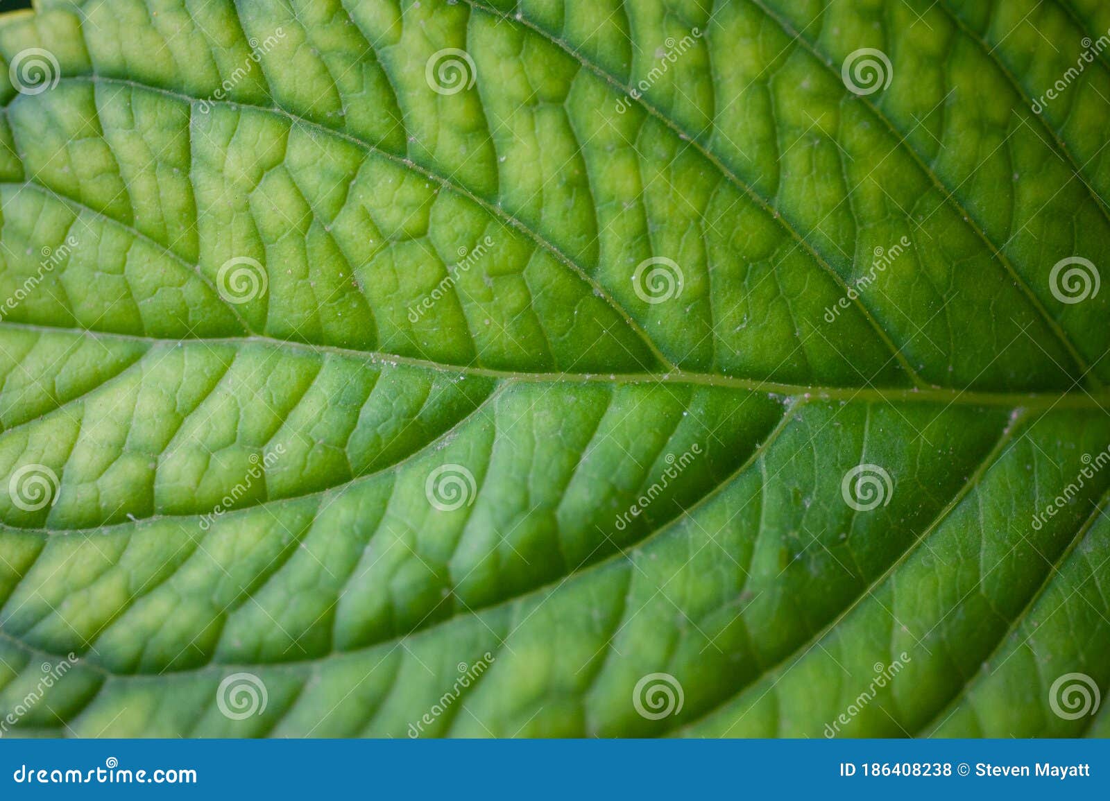 Leaf venation stock photo. Image of veins, leaf, venation - 186408238