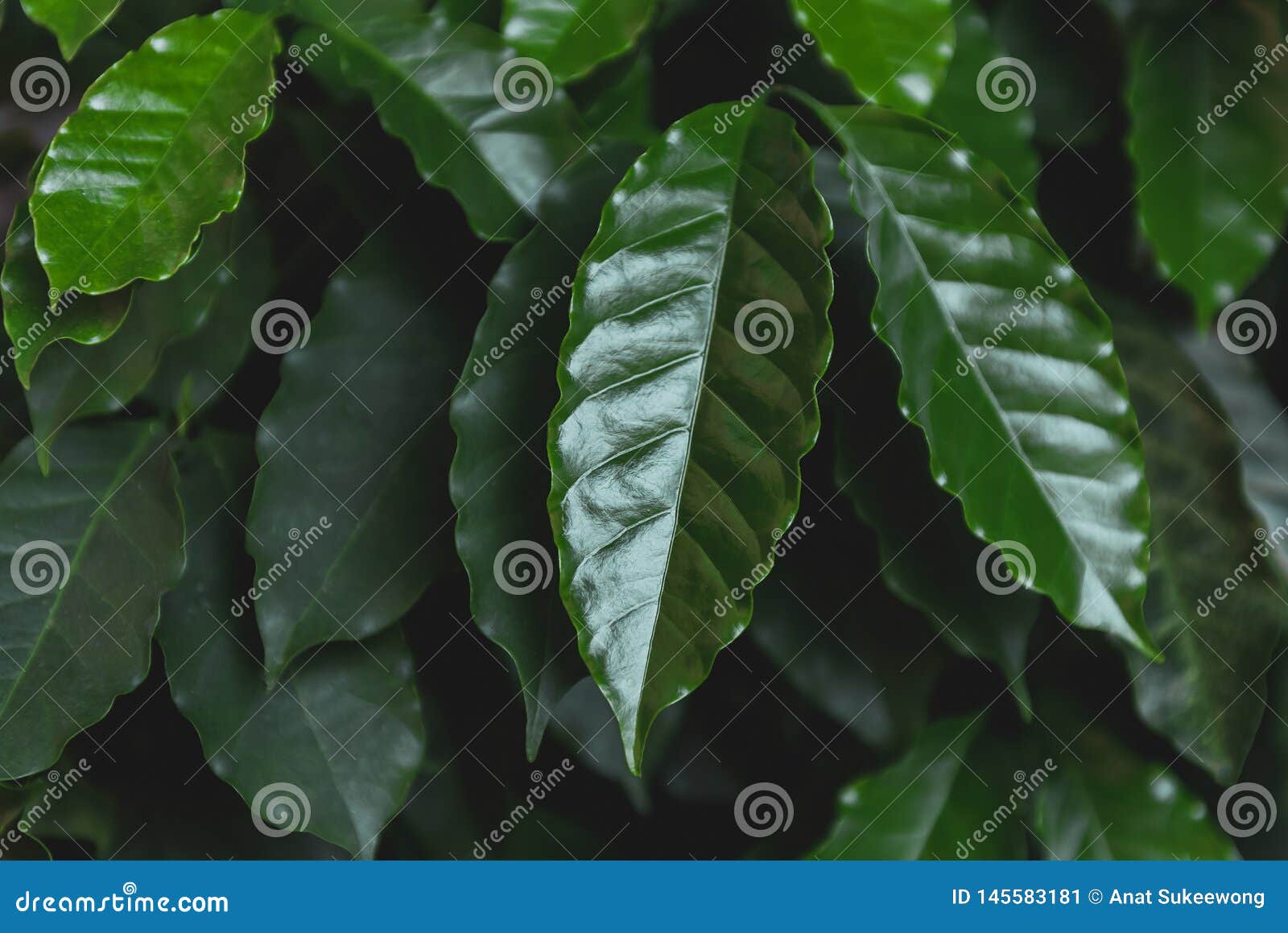Closeup Green Leaves Coffee Stock Image - Image of food, tropical ...