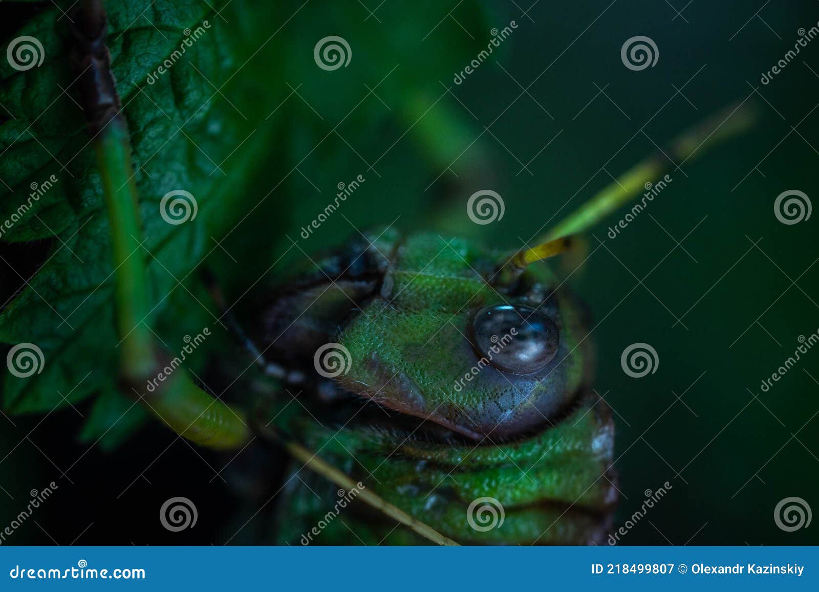 Closeup of a Green Locust Head, Wildlife Stock Image - Image of closeup ...