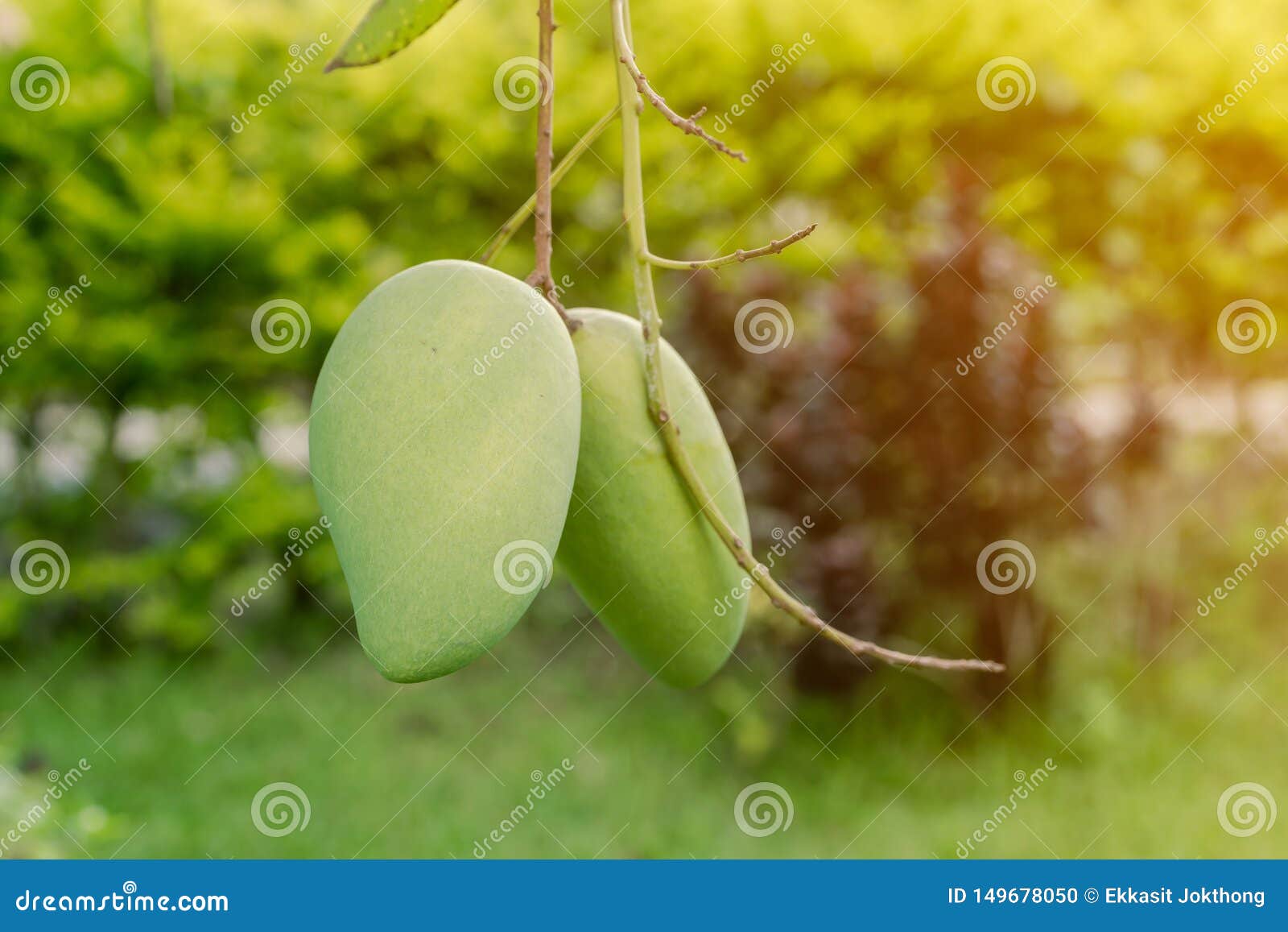 Raw Mango Hanging With Tree. Mango Farming In Pakistan. Stock ...