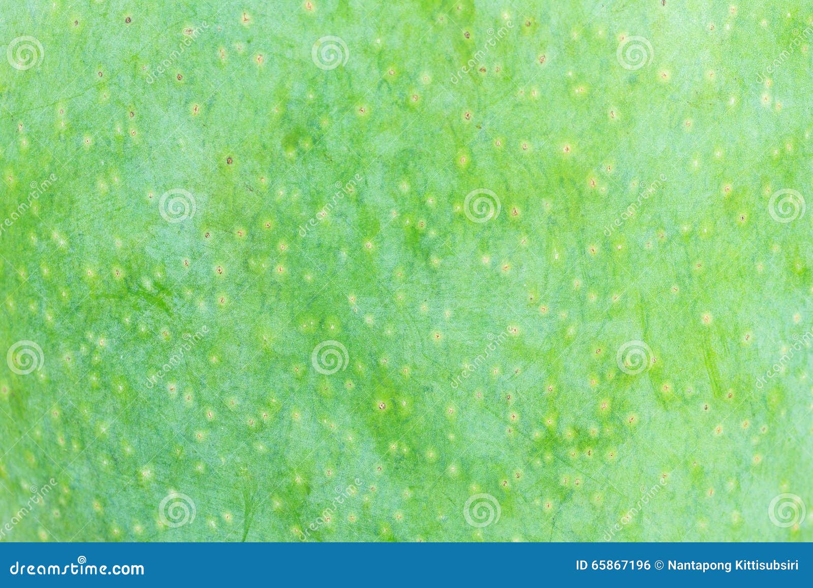 Closeup Green Mango Peel Texture Stock Photo - Image of closeup, view ...