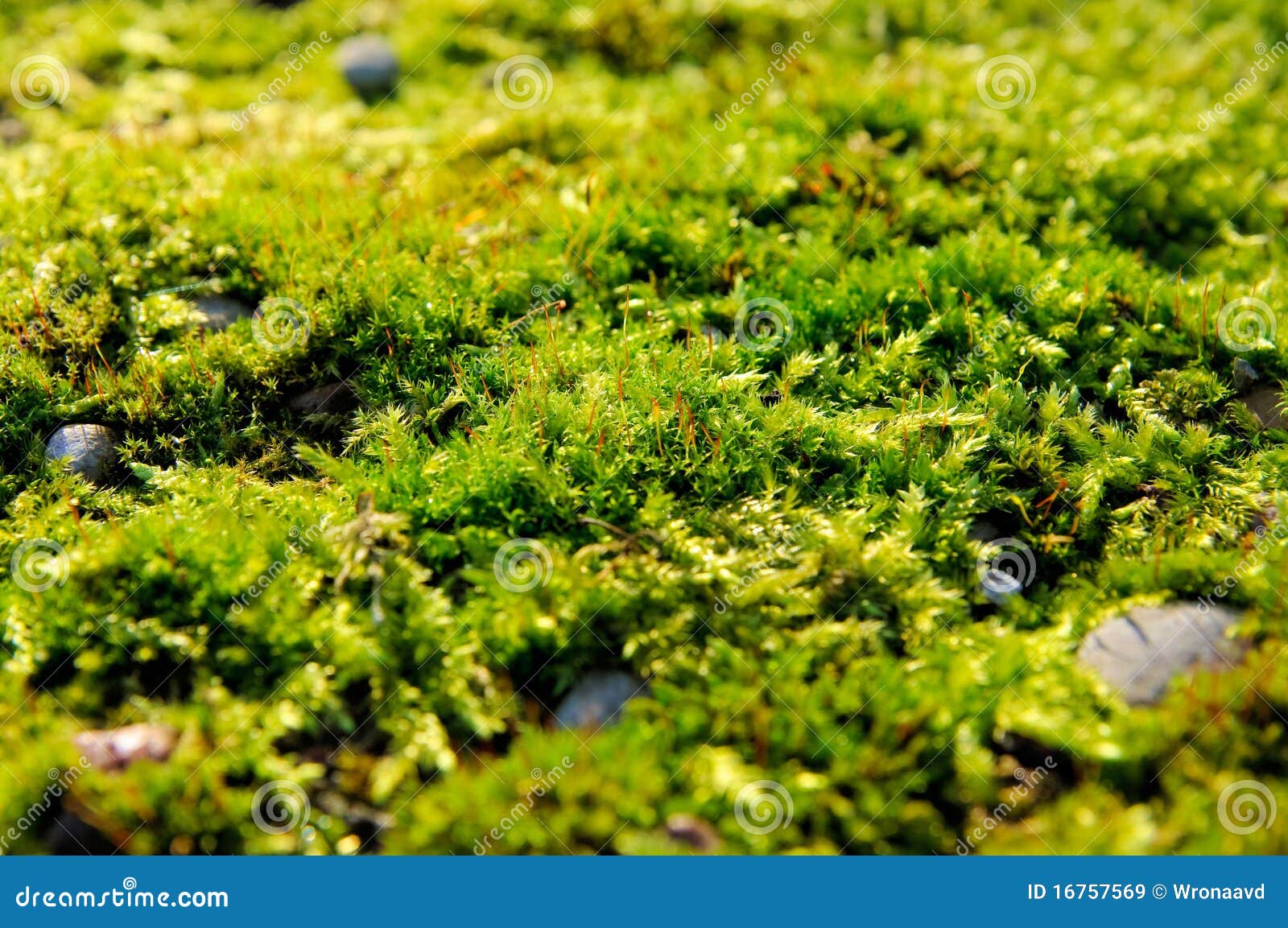 Closeup of Green Moss in Autumn Light Stock Image - Image of covered ...