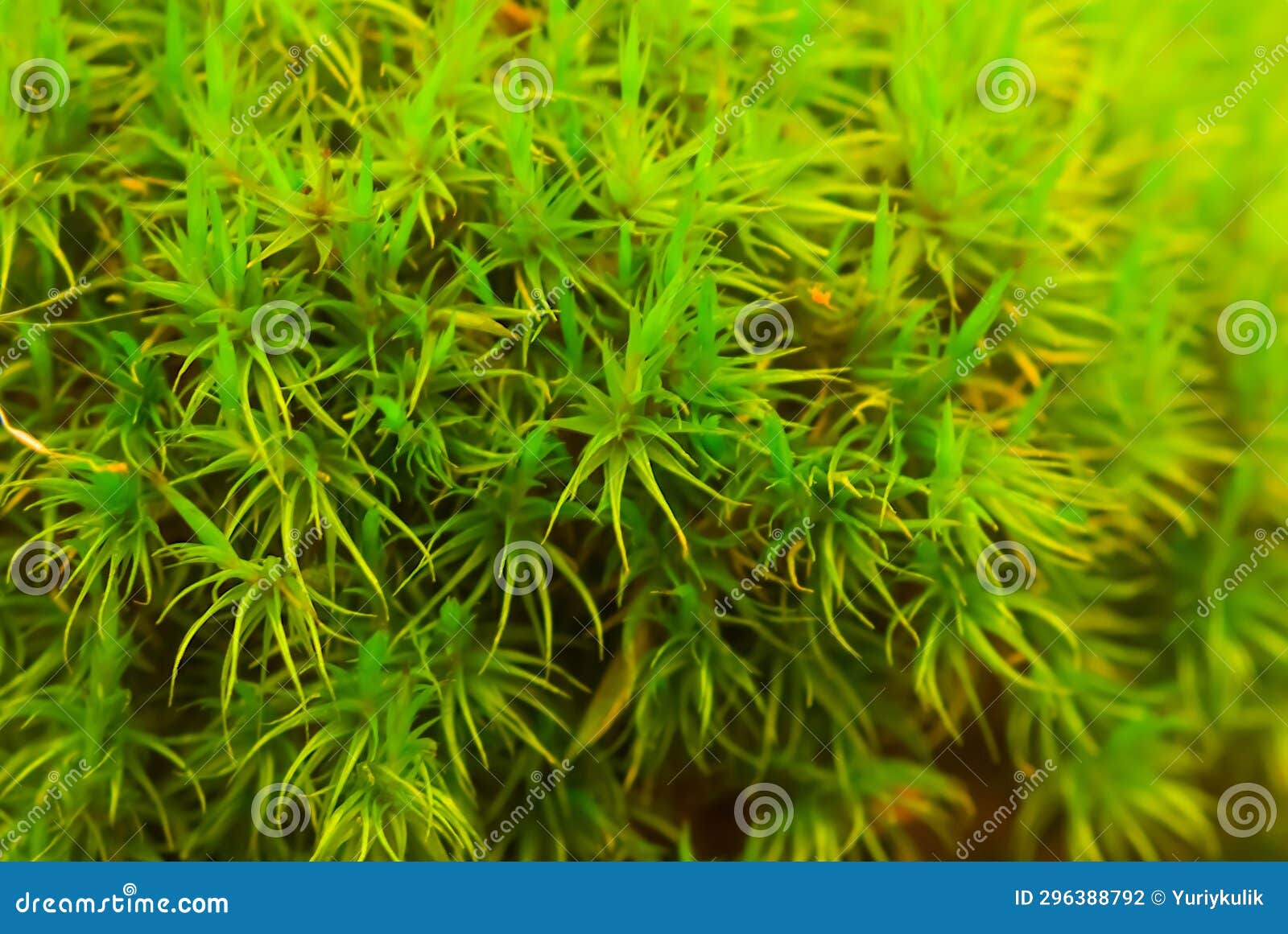 Moss, A Plant That Often Grows On Rocks And Is Very Beautiful To Take ...