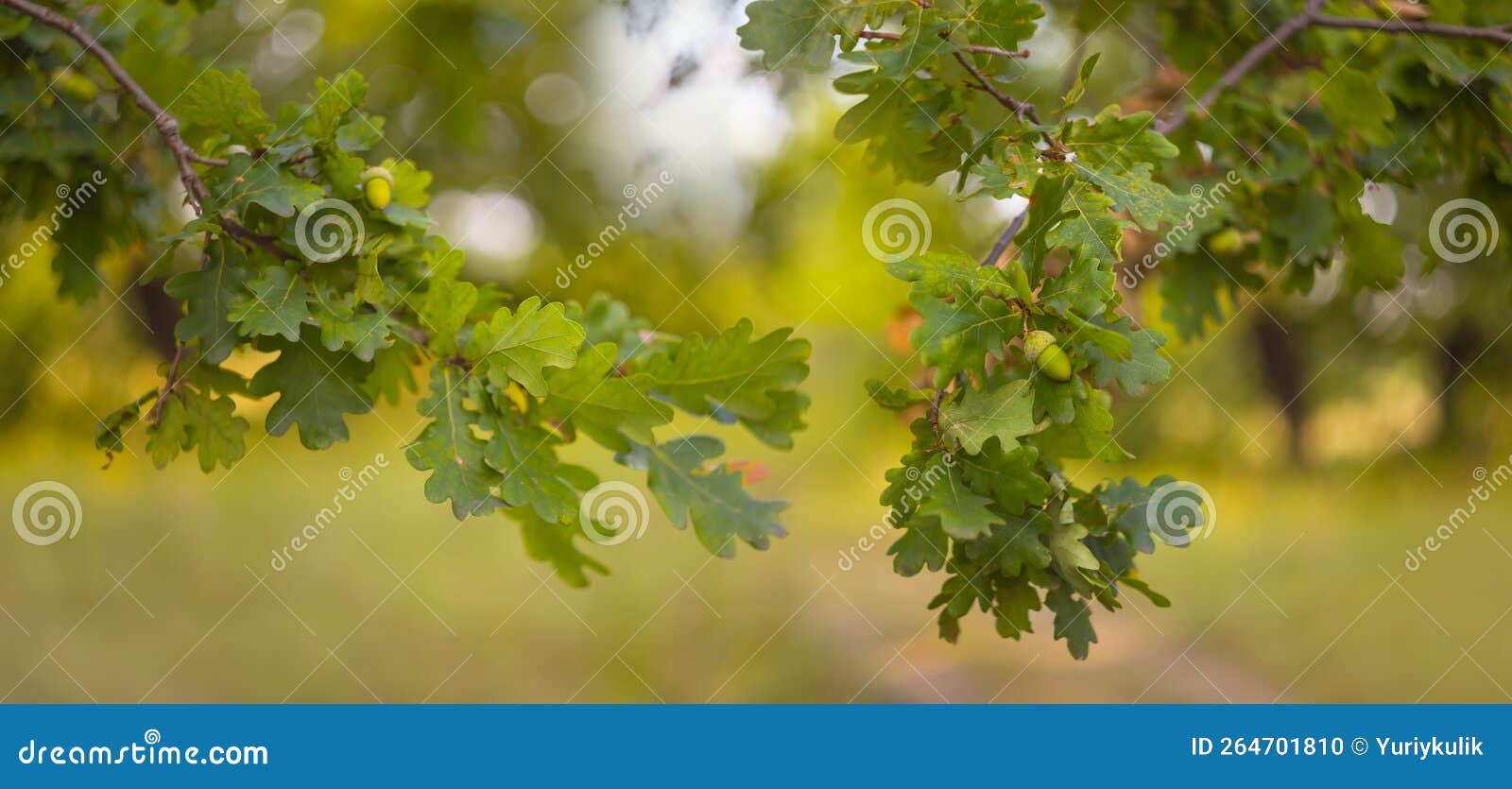 Green Oak Tree Branch with Acorn on Forest Glade Stock Photo - Image of ...