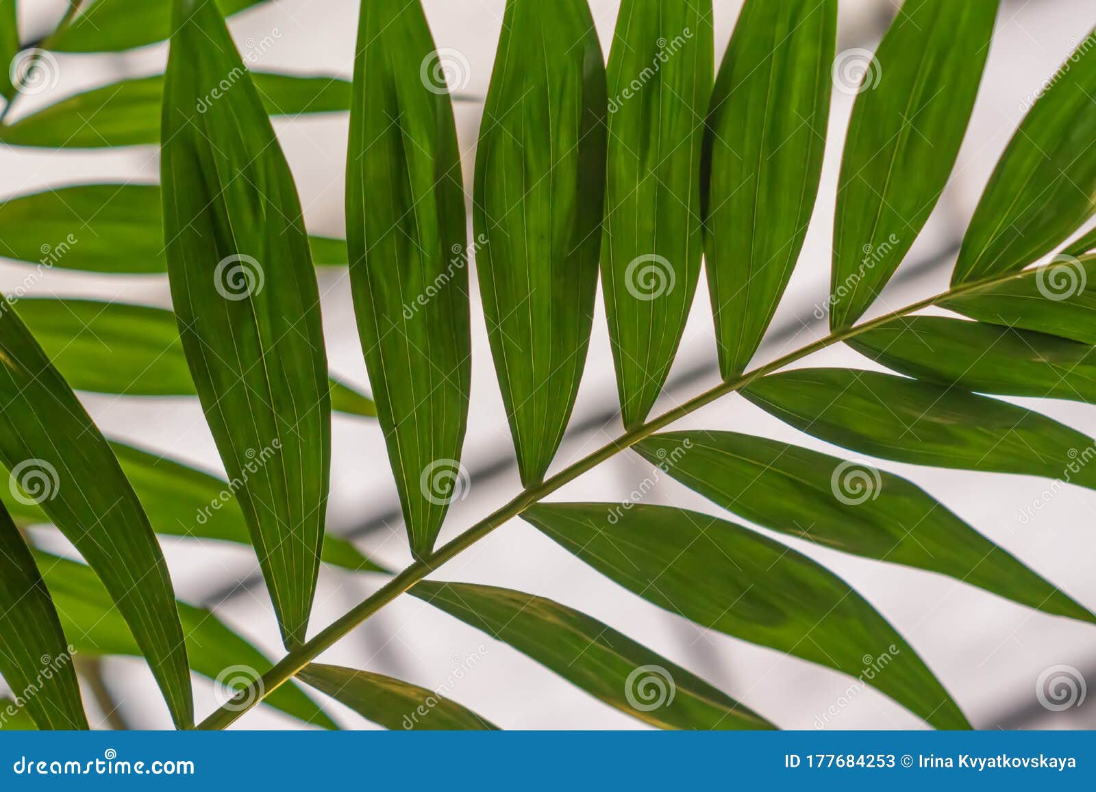 Closeup of Green Palm Leaf. Bottom View Stock Image - Image of ...