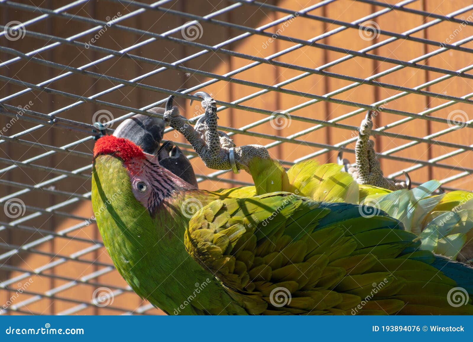 Closeup of a Green Parrot in a Cage Outdoors during Daylight Stock ...