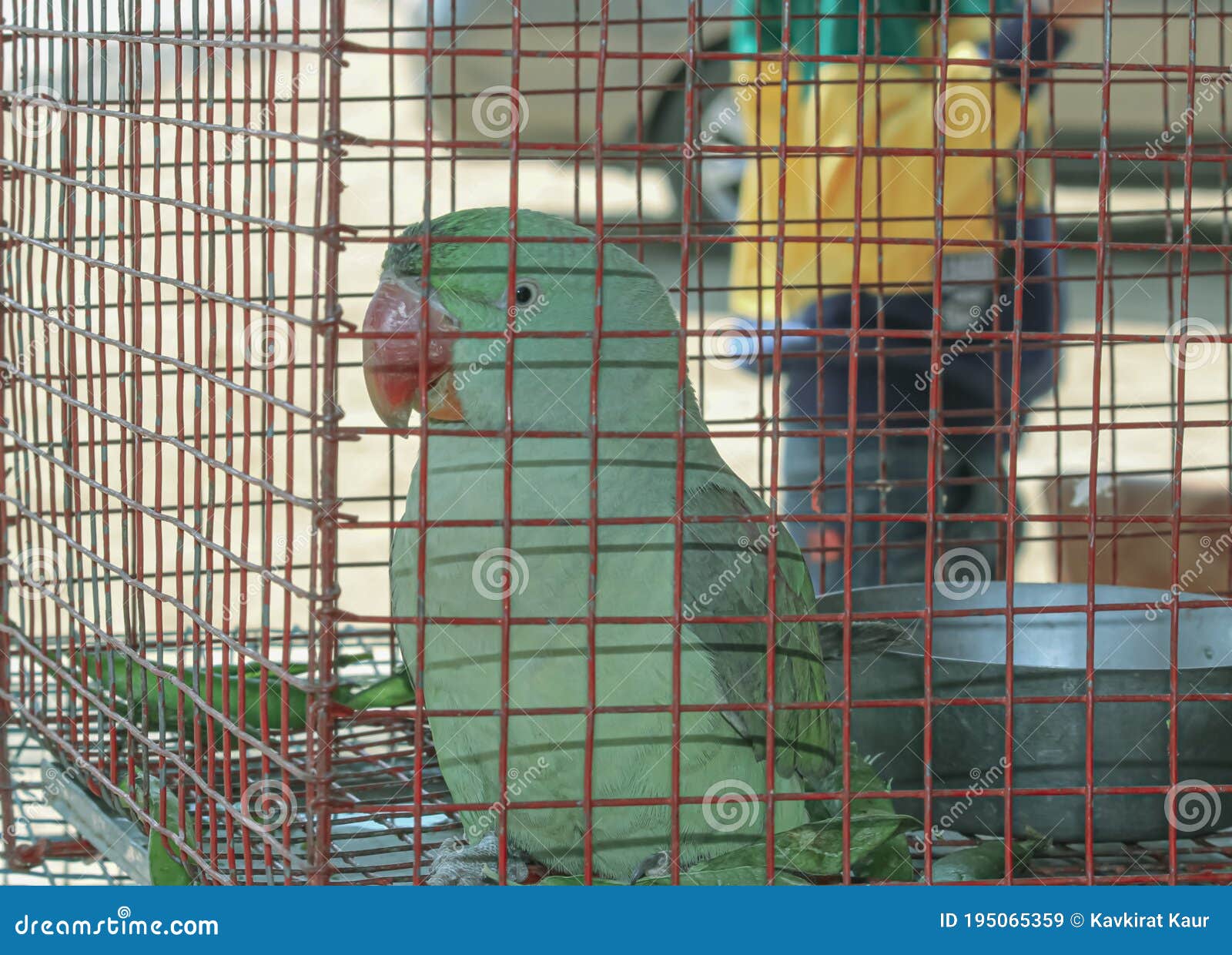 A parrot in a cage stock image. Image of wild, background - 195065359