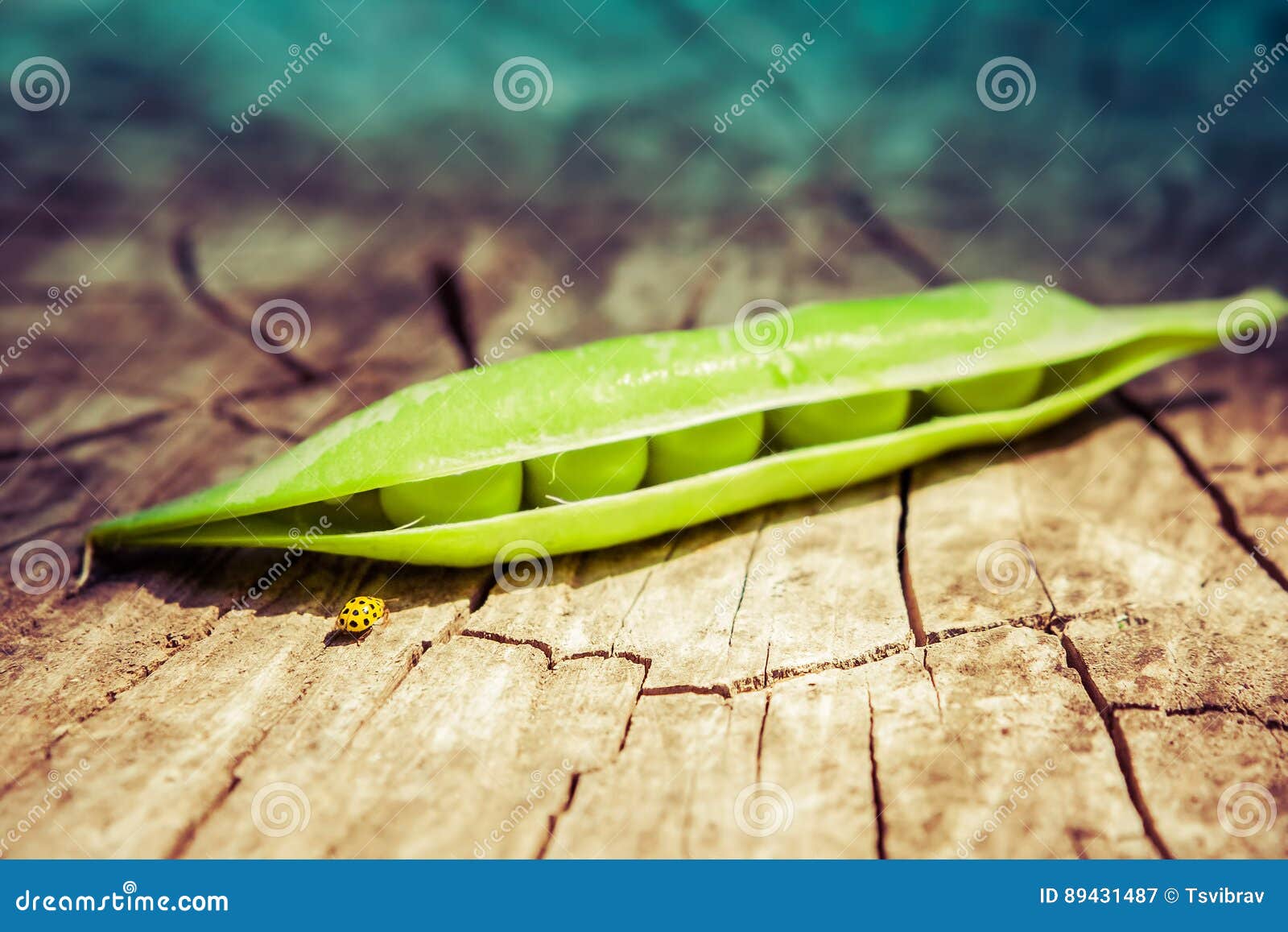 Closeup of Green Pea Pod and Yellow Ladybug on a Tree Stump ...