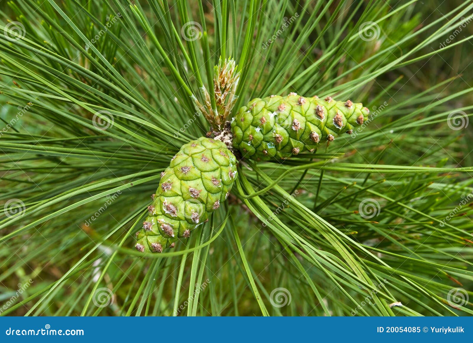 Closeup green pine cone stock image. Image of branch - 20054085