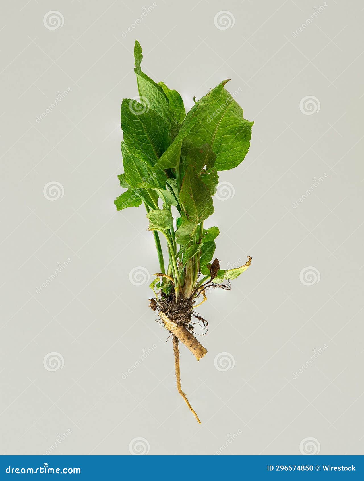 Closeup of Green Plant with Roots on a White Background Stock Photo ...