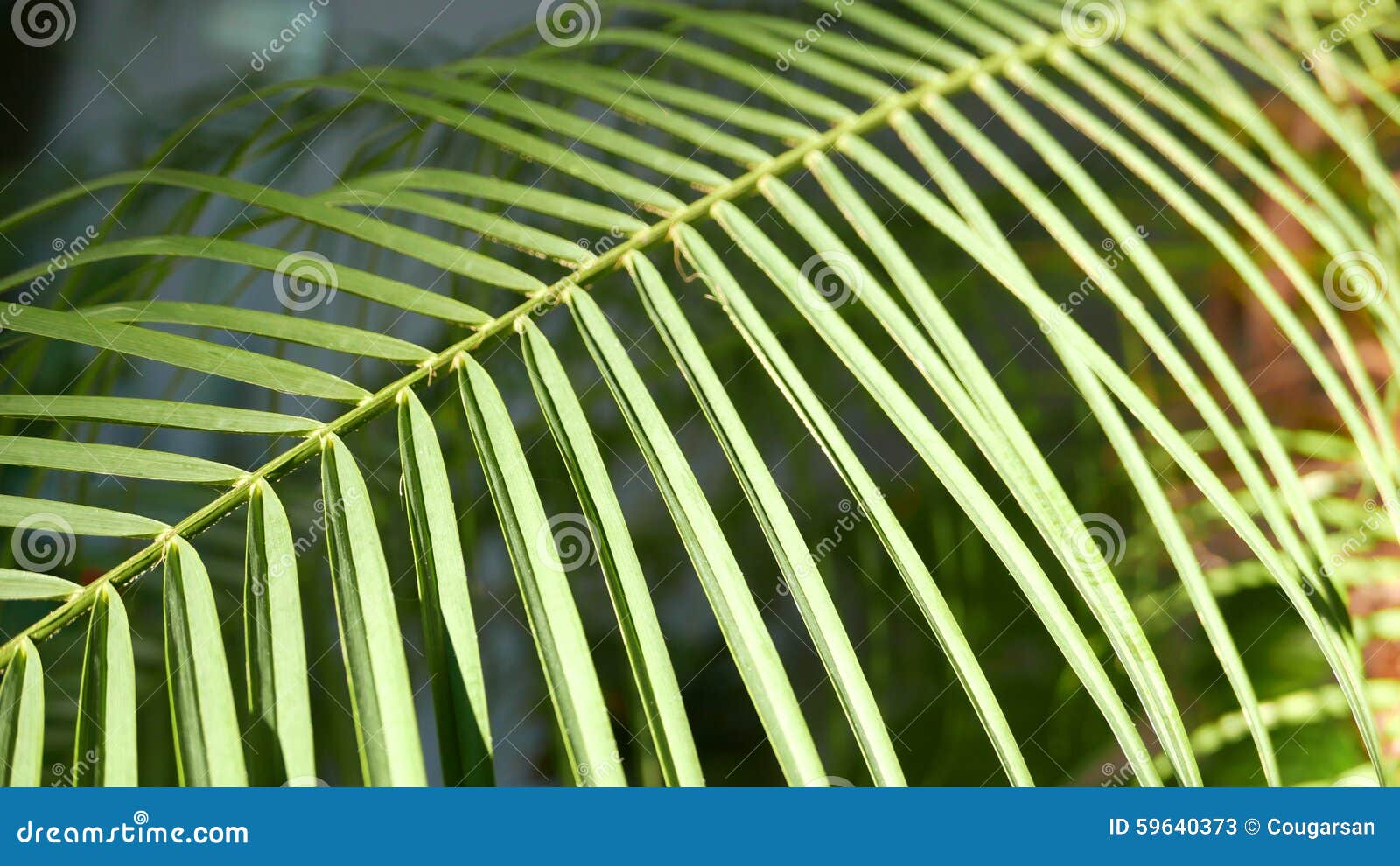 Closeup green plants stock image. Image of leaves, garden - 59640373