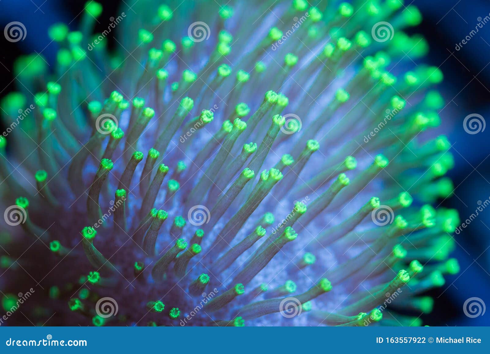 Green Polyp Toadstool Leather Coral Stock Photo - Image of mushroom ...