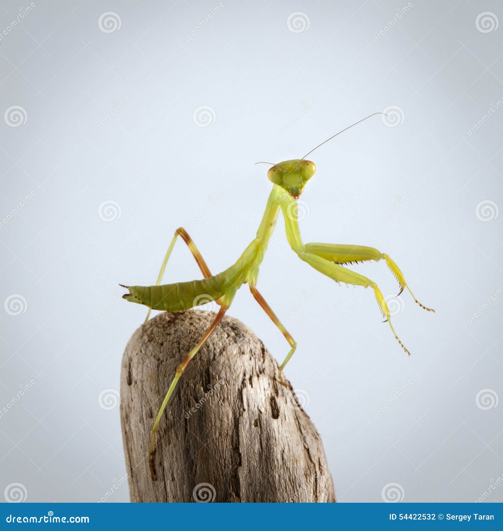 Closeup Man In Green Uniform With Sniper Rifle. Airsoft Soldier Stand ...