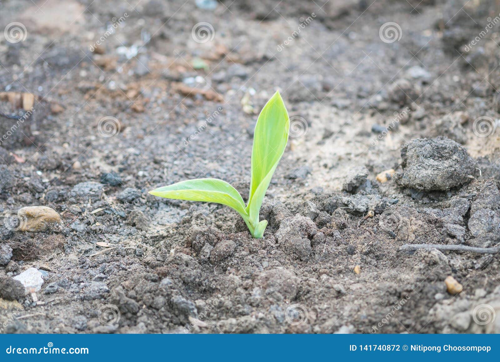 Closeup Green Sapling on Soil Background Stock Photo - Image of closeup ...