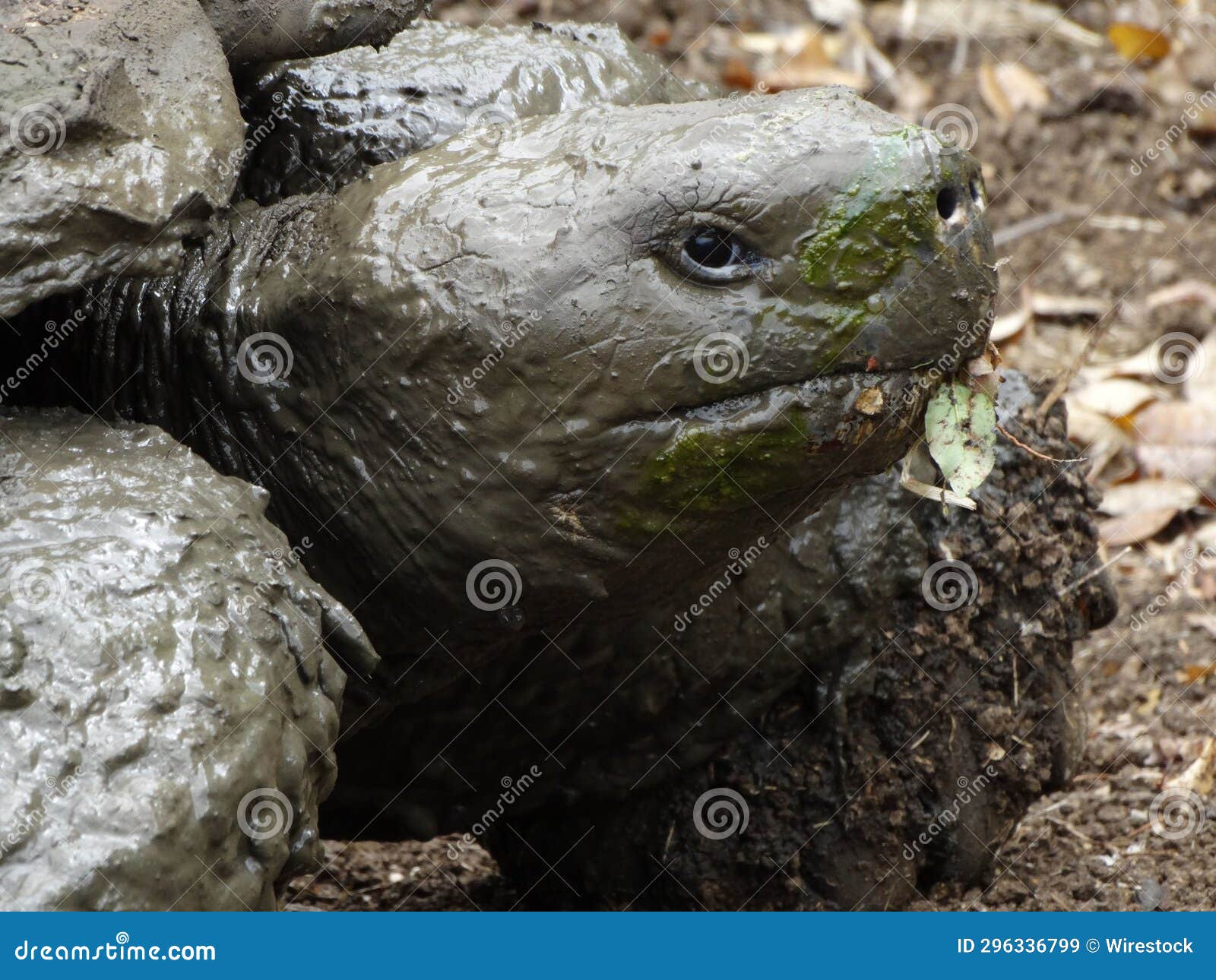 Closeup of a Green Sea Turtle Covered in Mud Stock Image - Image of ...
