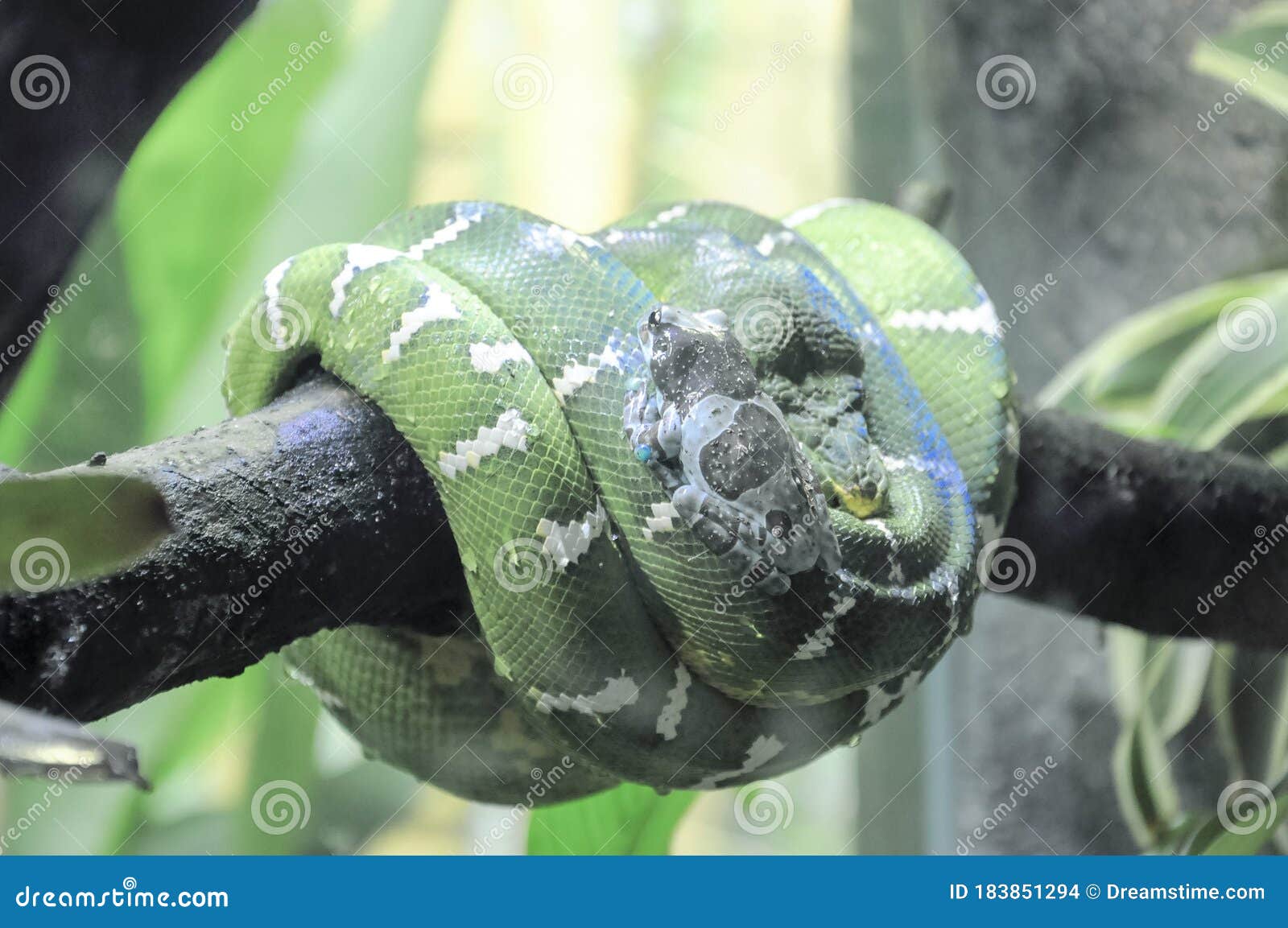 Snake and toad stock photo. Image of together, toad - 183851294