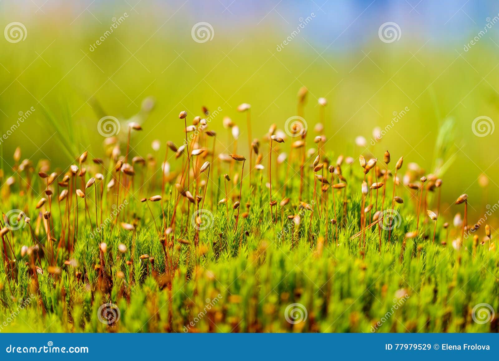 Closeup of Green Sphagnum Moss in the Swamp. Stock Image - Image of ...
