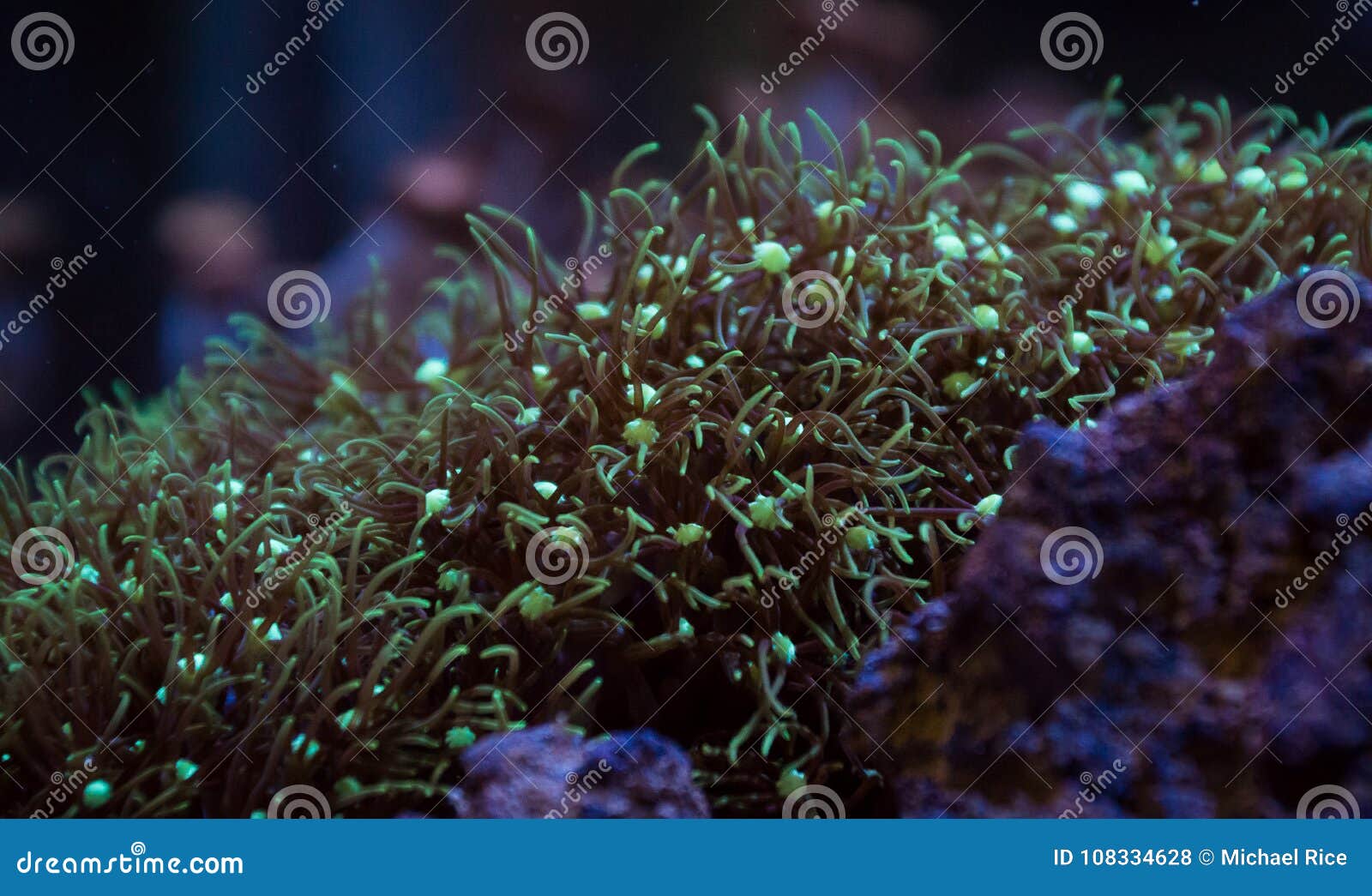 Green Star Polyp Coral stock photo. Image of hard, glow - 108334628