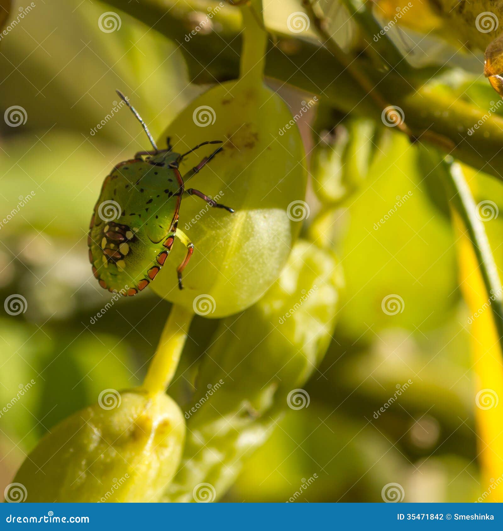 Closeup of Green Stink Bug Nymph Stock Photo - Image of plant, hilaris ...