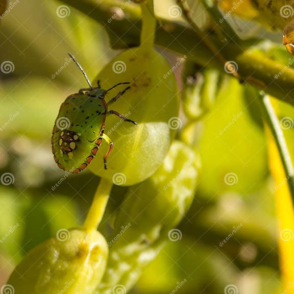 Closeup of Green Stink Bug Nymph Stock Photo - Image of plant, hilaris ...